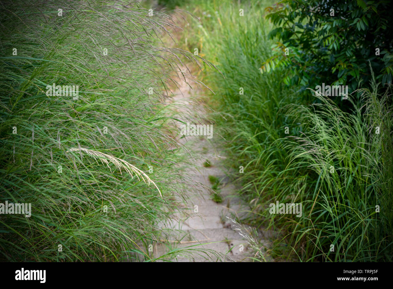 Stone path covered grass hi-res stock photography and images - Alamy