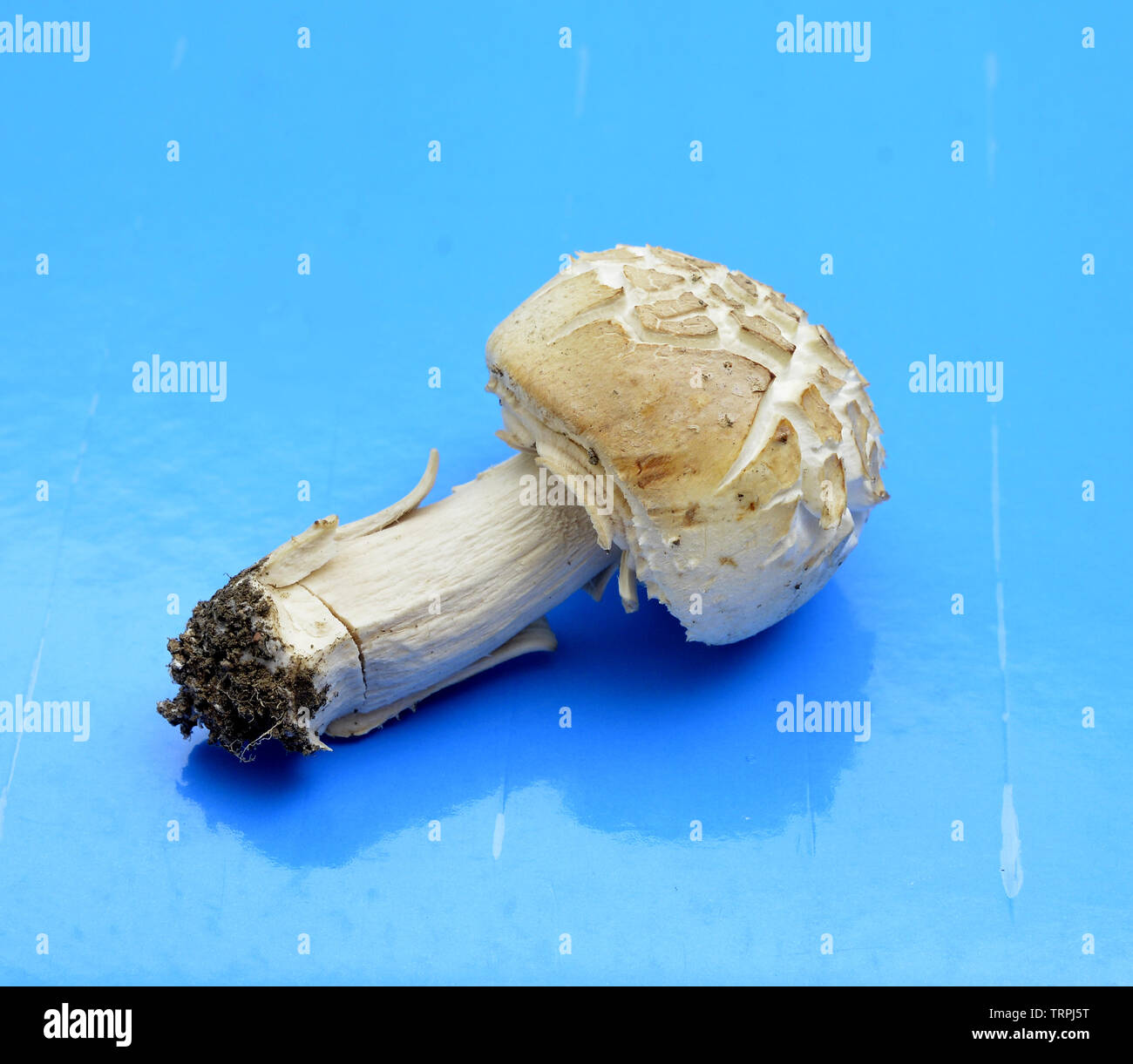 Agrocybe praecox, Spring Fieldcap mushroom image in studio Stock Photo ...
