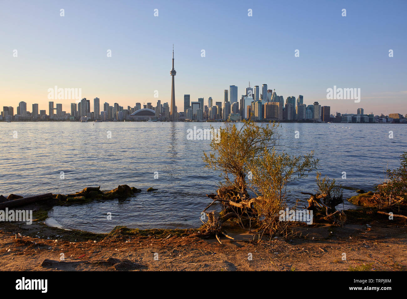 Skyline of Toronto with the iconic CN Tower, Ontario, Canada Stock ...