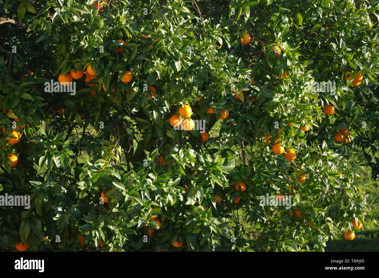 Histoic bell hi-res stock photography and images - Alamy