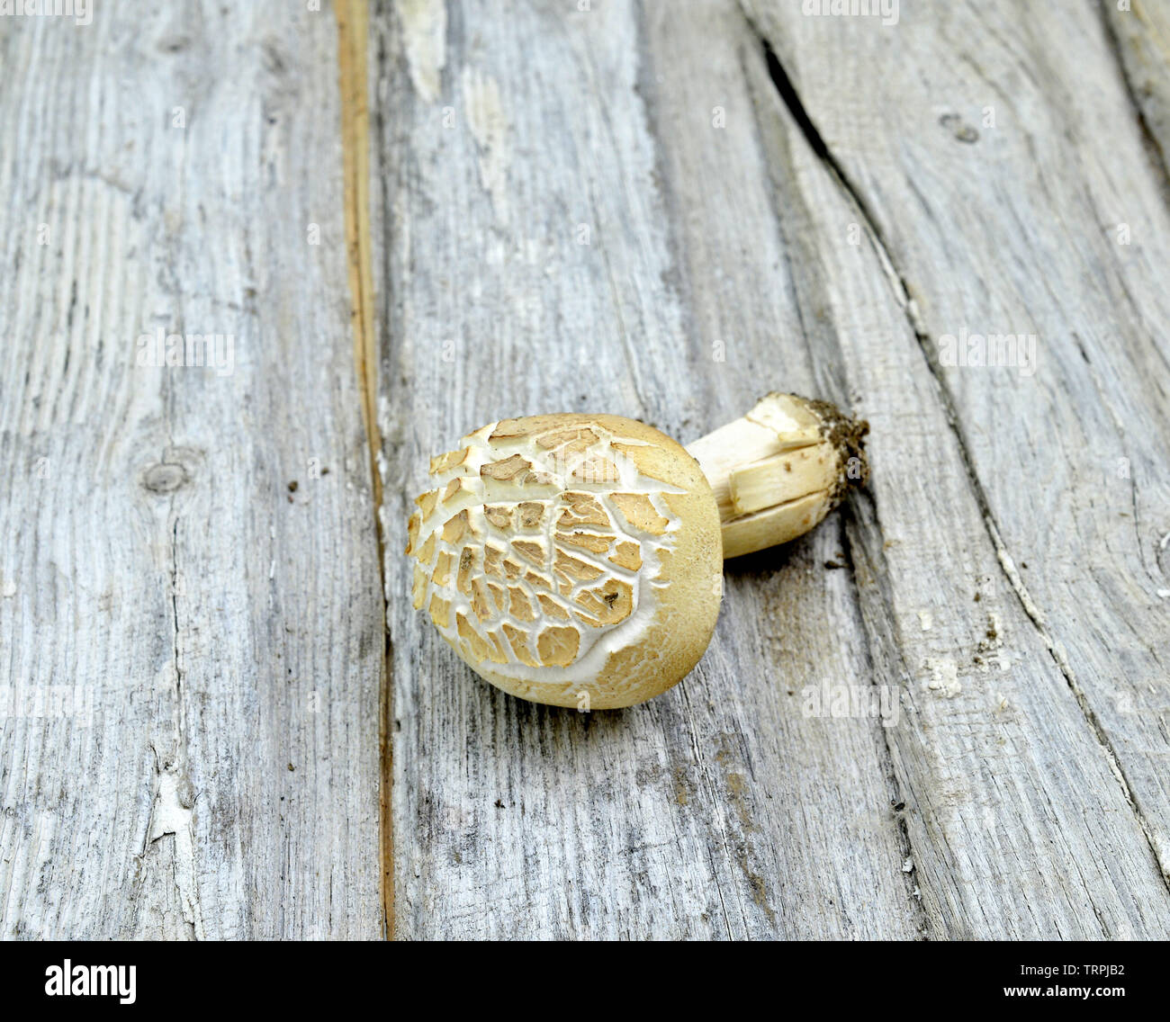 Agrocybe praecox, Spring Fieldcap mushroom image in studio Stock Photo ...