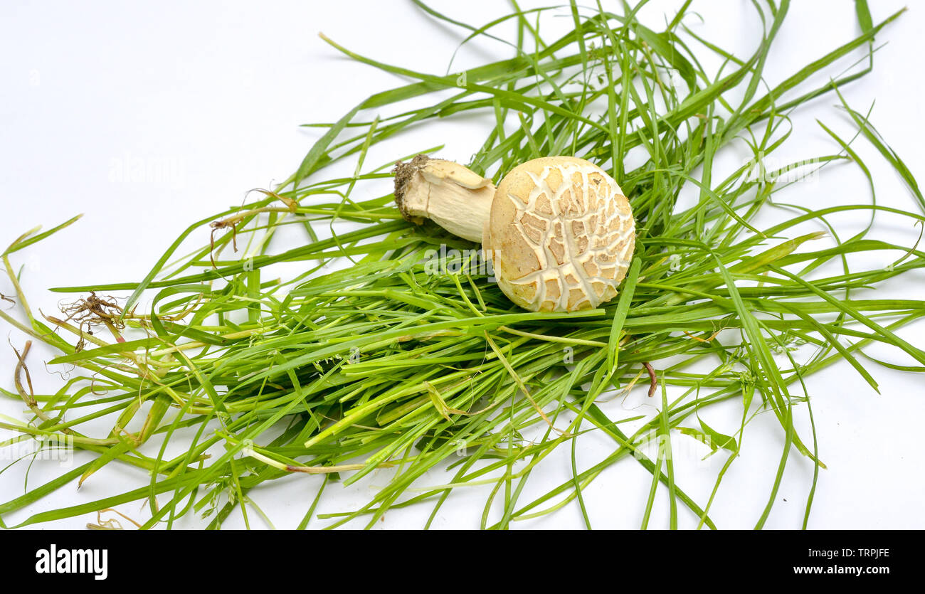 Agrocybe praecox, Spring Fieldcap mushroom image in studio Stock Photo ...