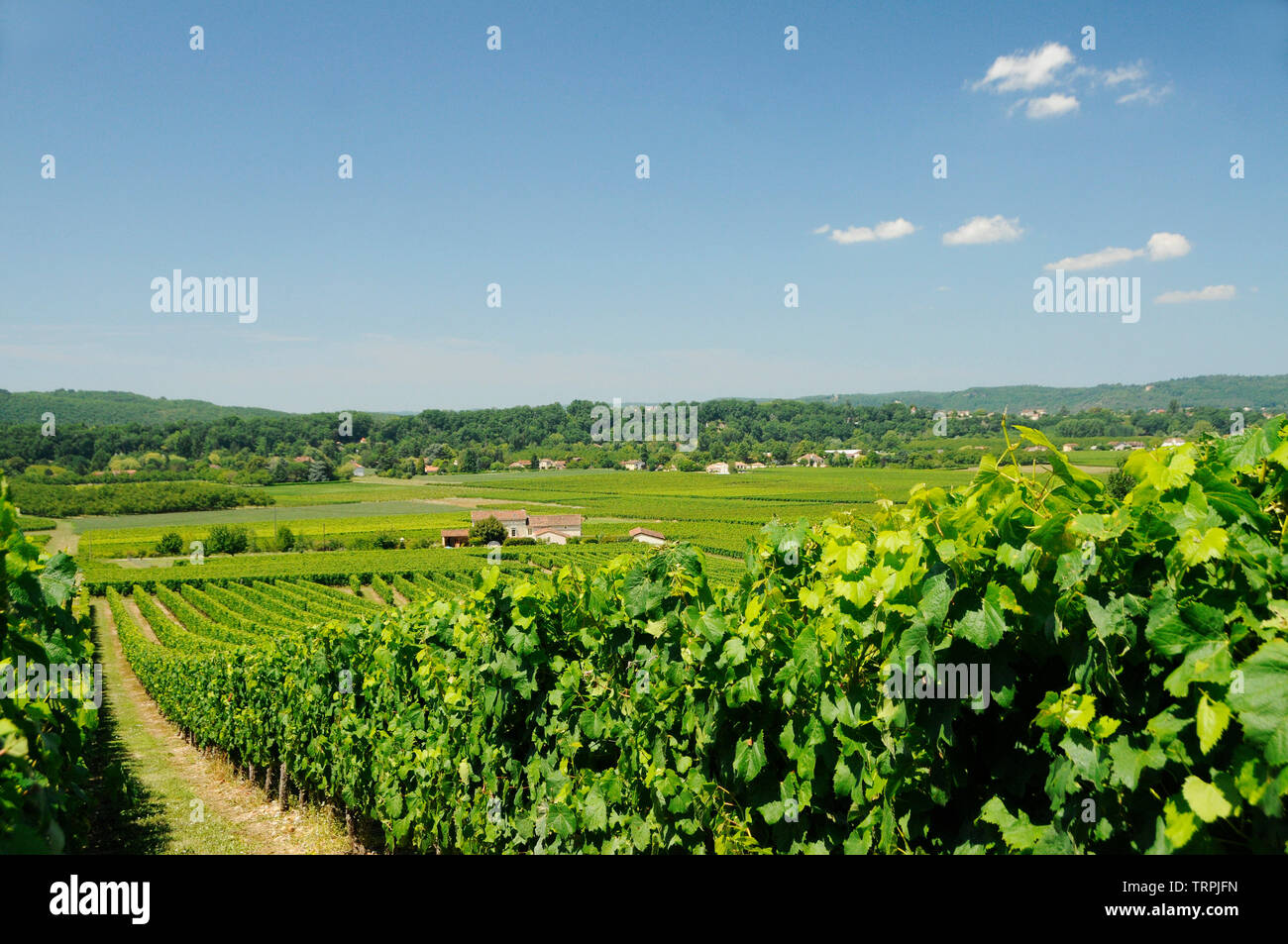 Vineyard on hillside in the sun. The Lot region of France Stock Photo ...