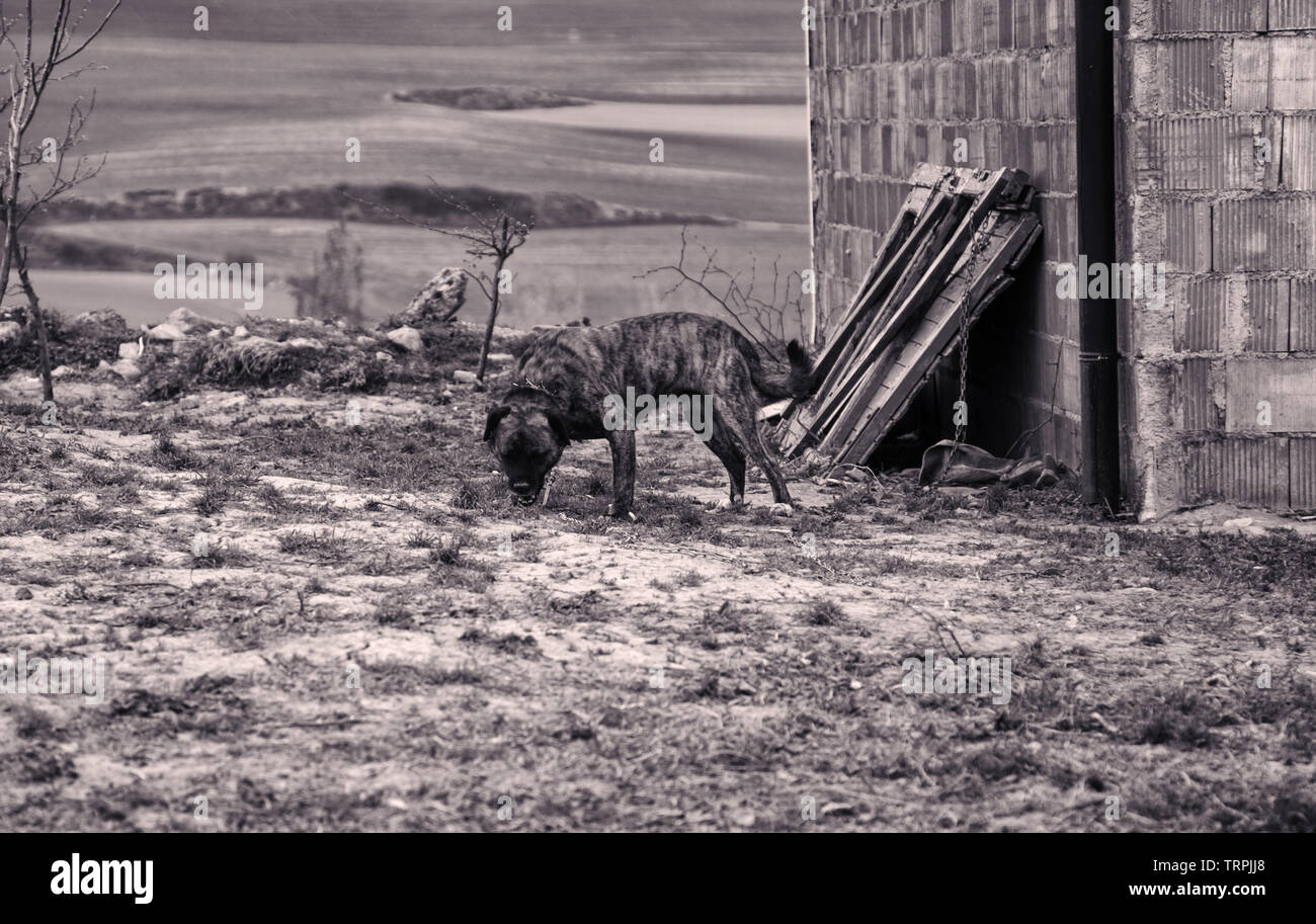 Guardian dog breed hi-res stock photography and images - Alamy