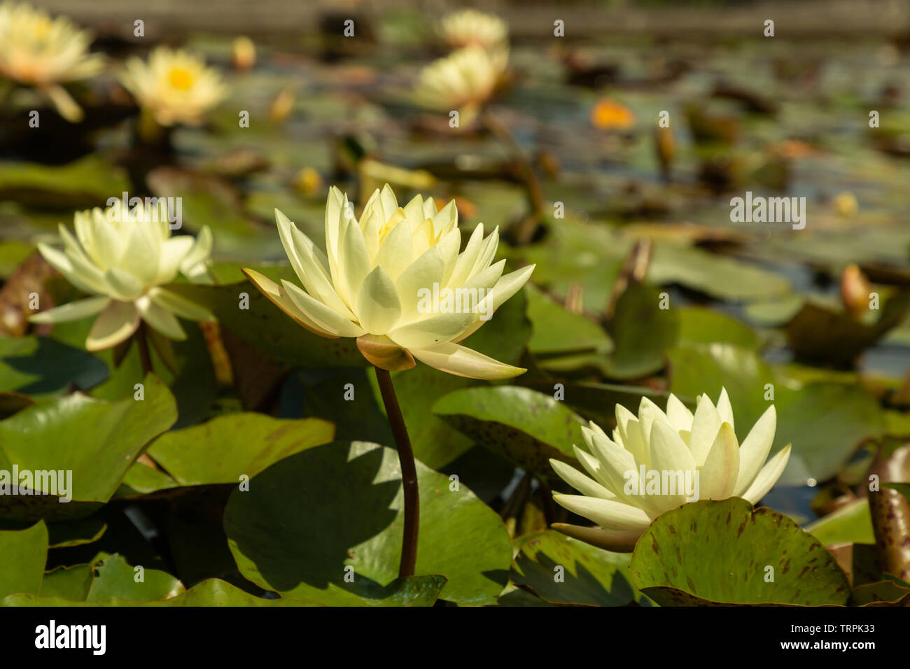 water lily in a pond Stock Photo - Alamy