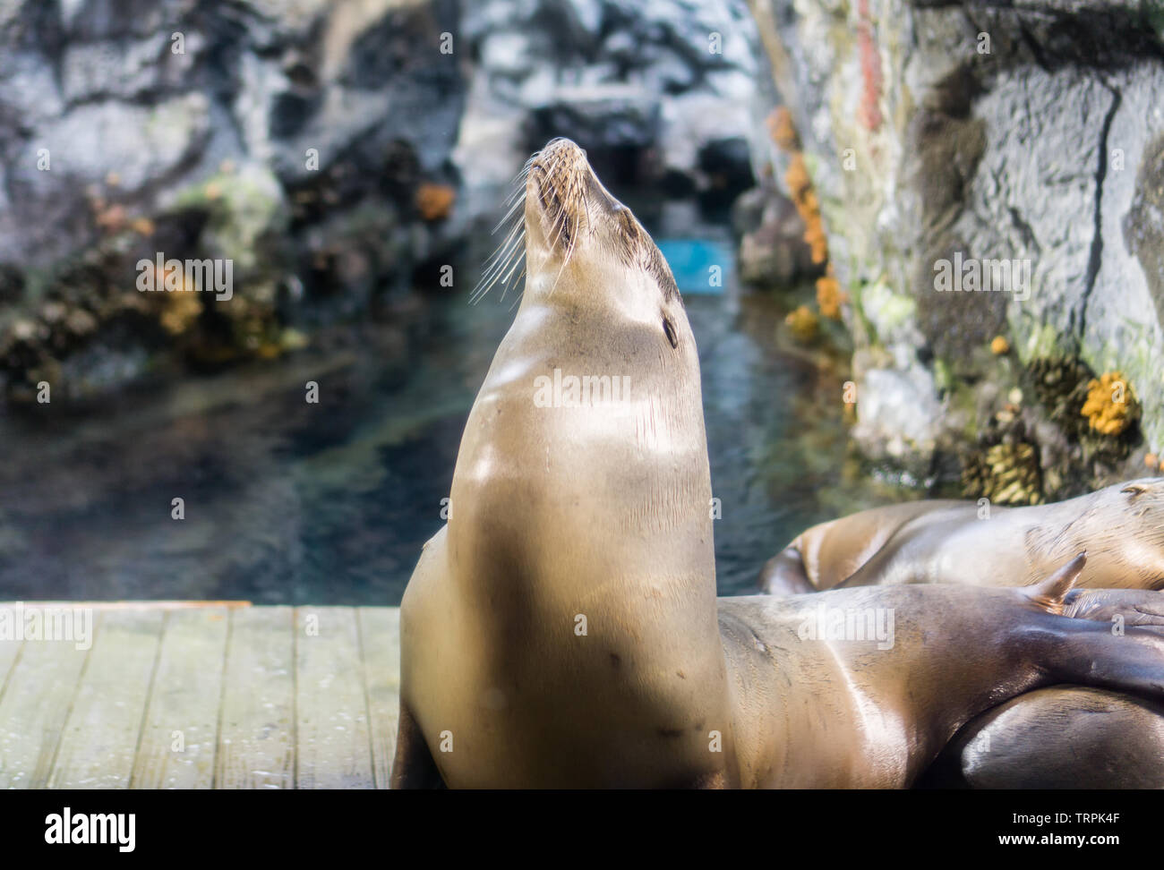 Sea lions raise head in aquarium Stock Photo - Alamy
