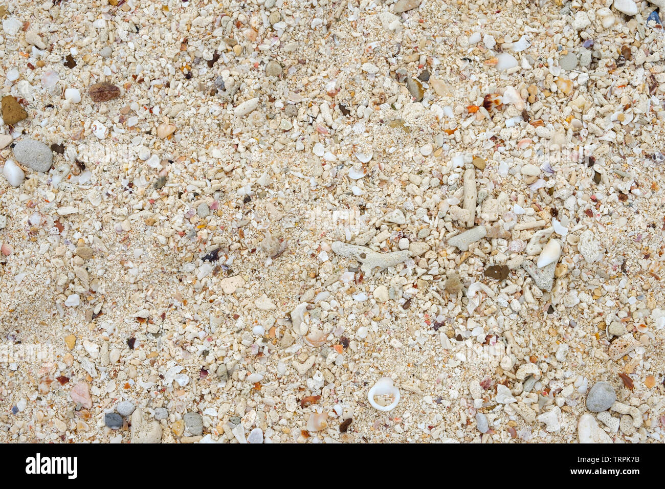 Coral shell hi-res stock photography and images - Alamy