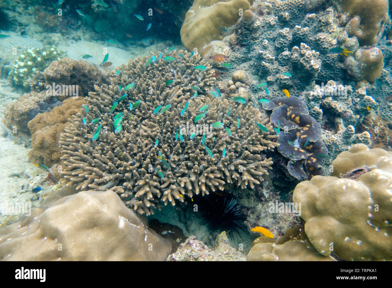 School of fish swimming on coral reef Stock Photo - Alamy