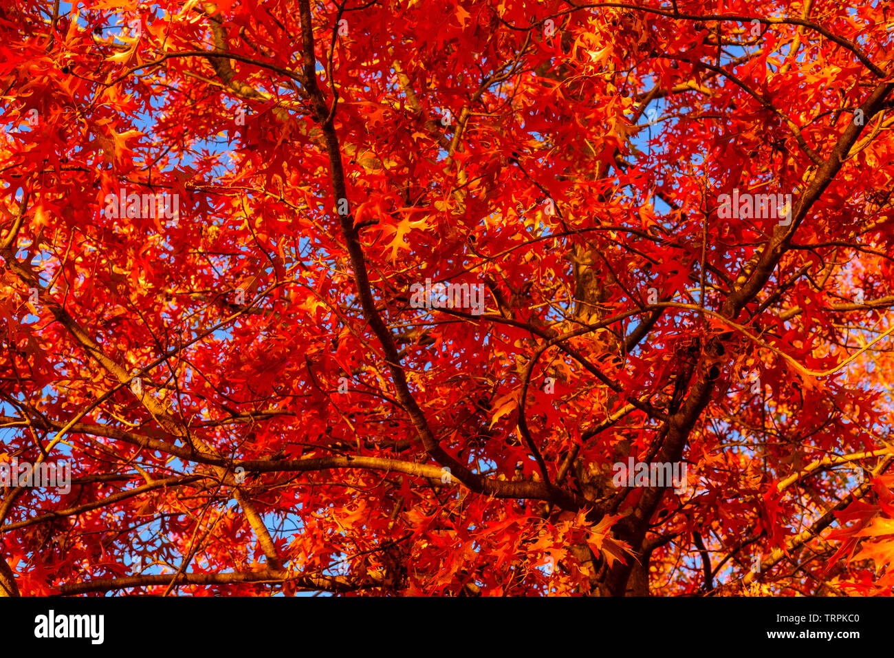 Bright red autumn leaves on a line of trees at Nara Peace Park Canberra ...