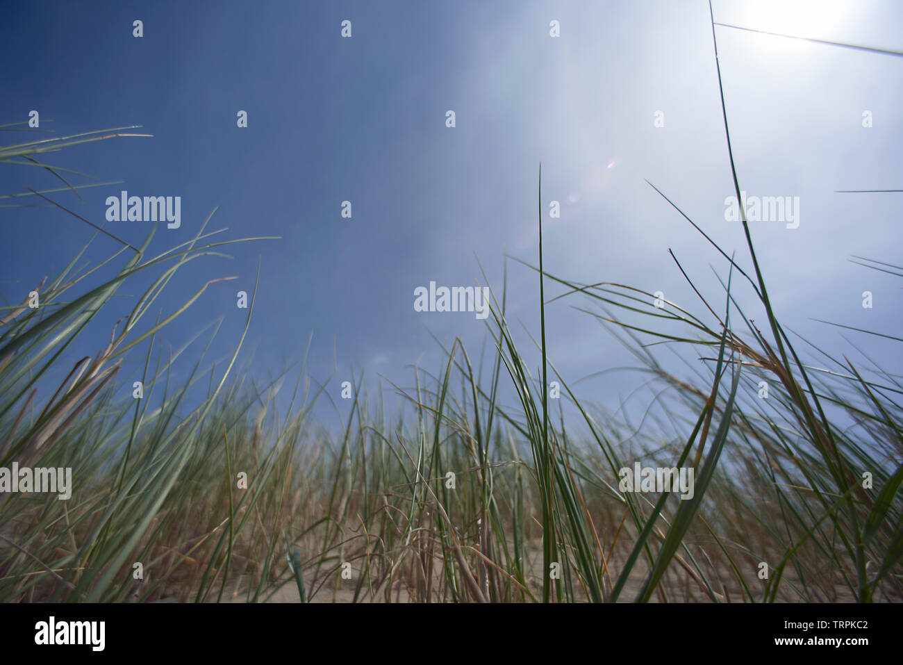 Low angle of green fresh reeds blowing in the wind in summer sunshine ...