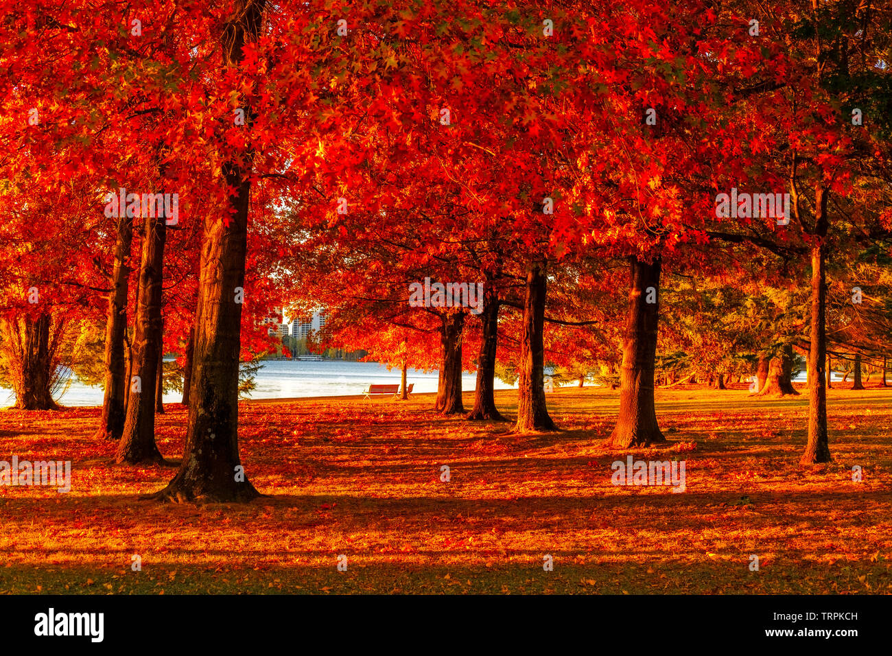 Bright red autumn leaves on a line of trees at Nara Peace Park Canberra ...