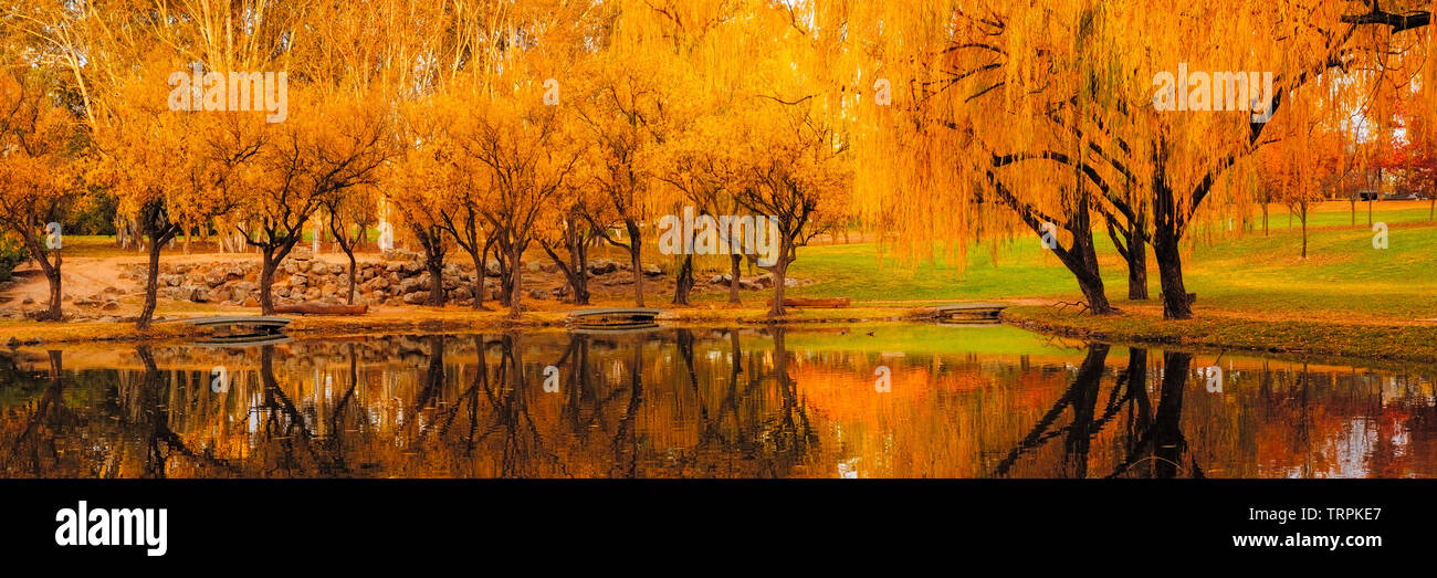 Yellow leaves on autumn trees by a lake. Yarralumla, Canberra ACT Stock ...