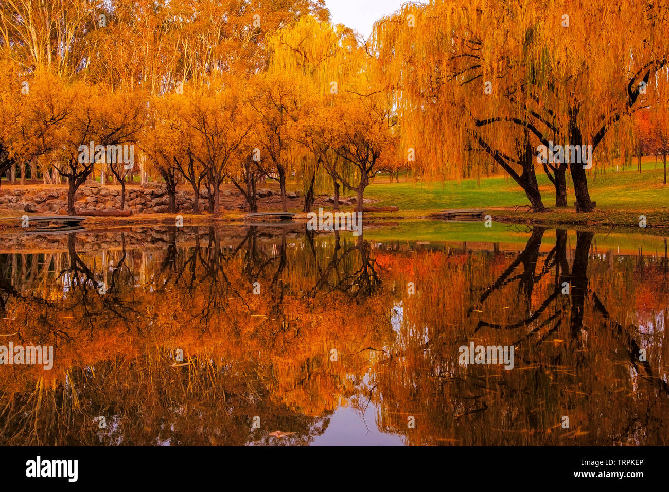 Yellow leaves on autumn trees by a lake. Yarralumla, Canberra ACT Stock ...