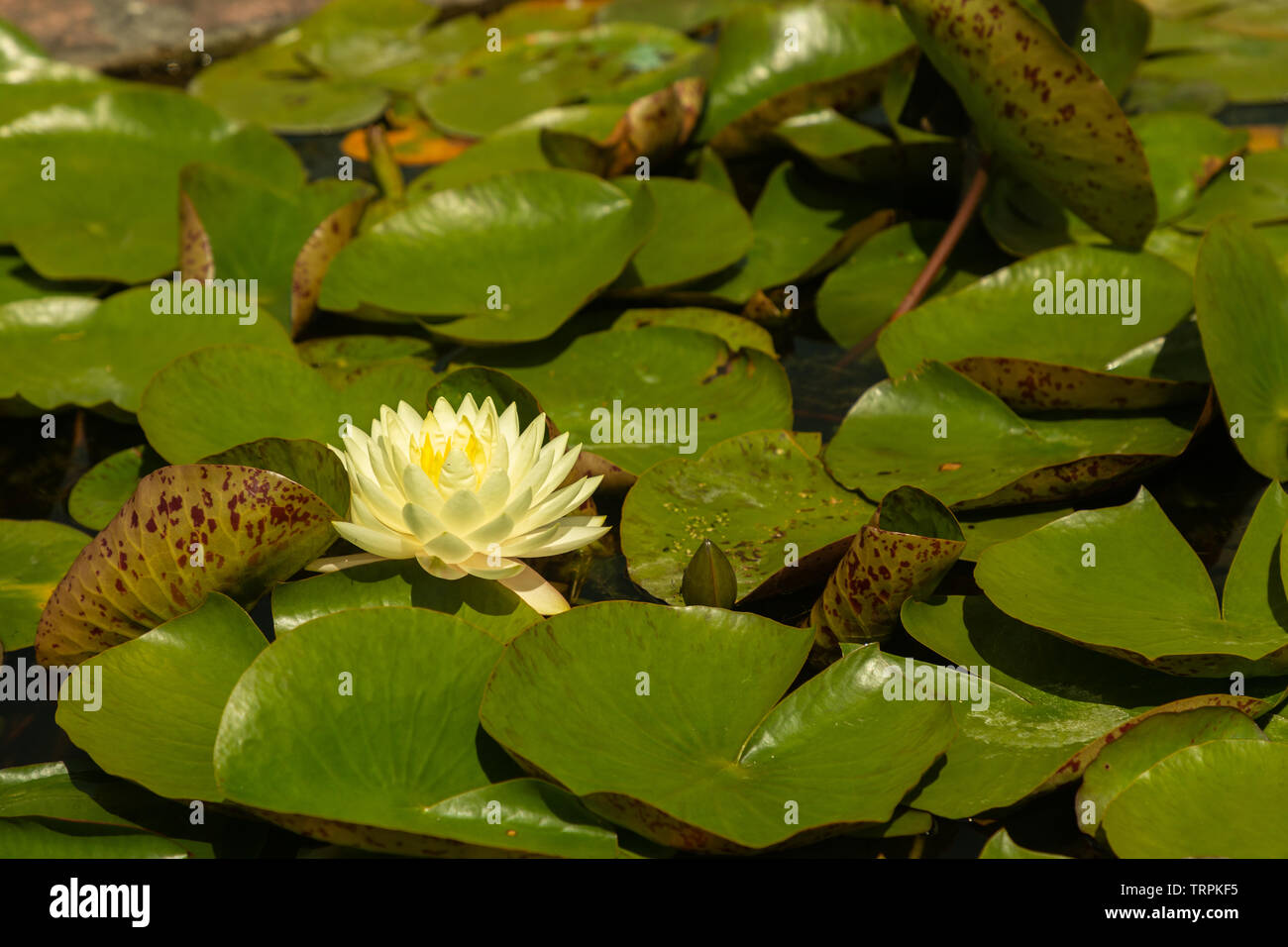 water lily in a pond Stock Photo - Alamy