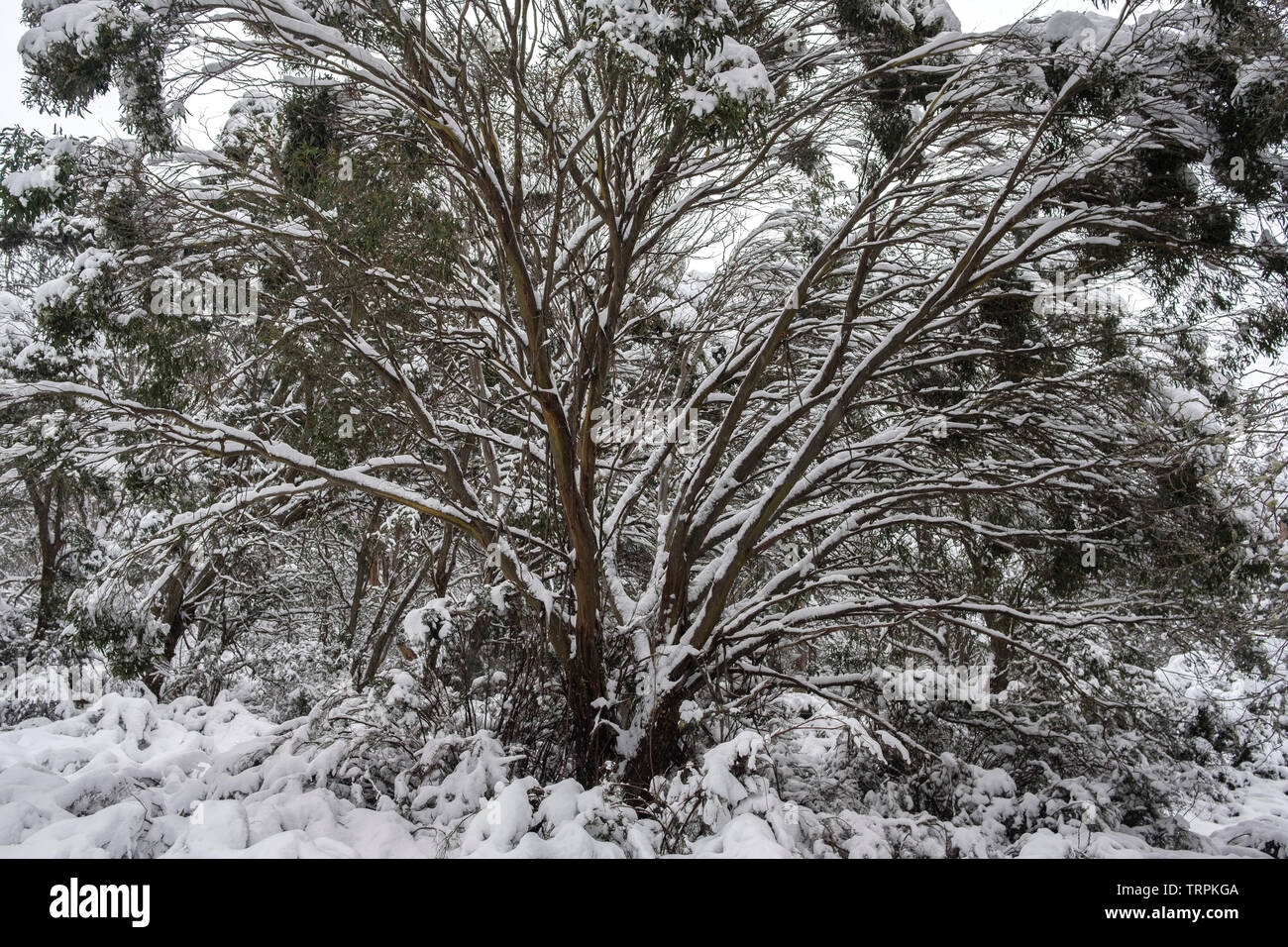 Snow resting on the bark of a gum tree. Thredbo, NSW Stock Photo - Alamy