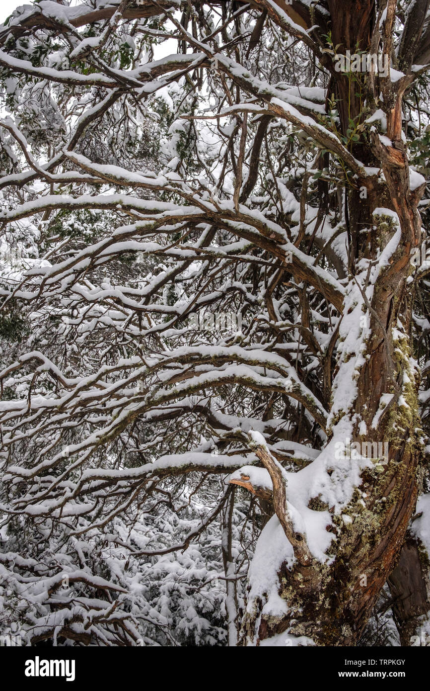 Snow gum forest hi-res stock photography and images - Alamy
