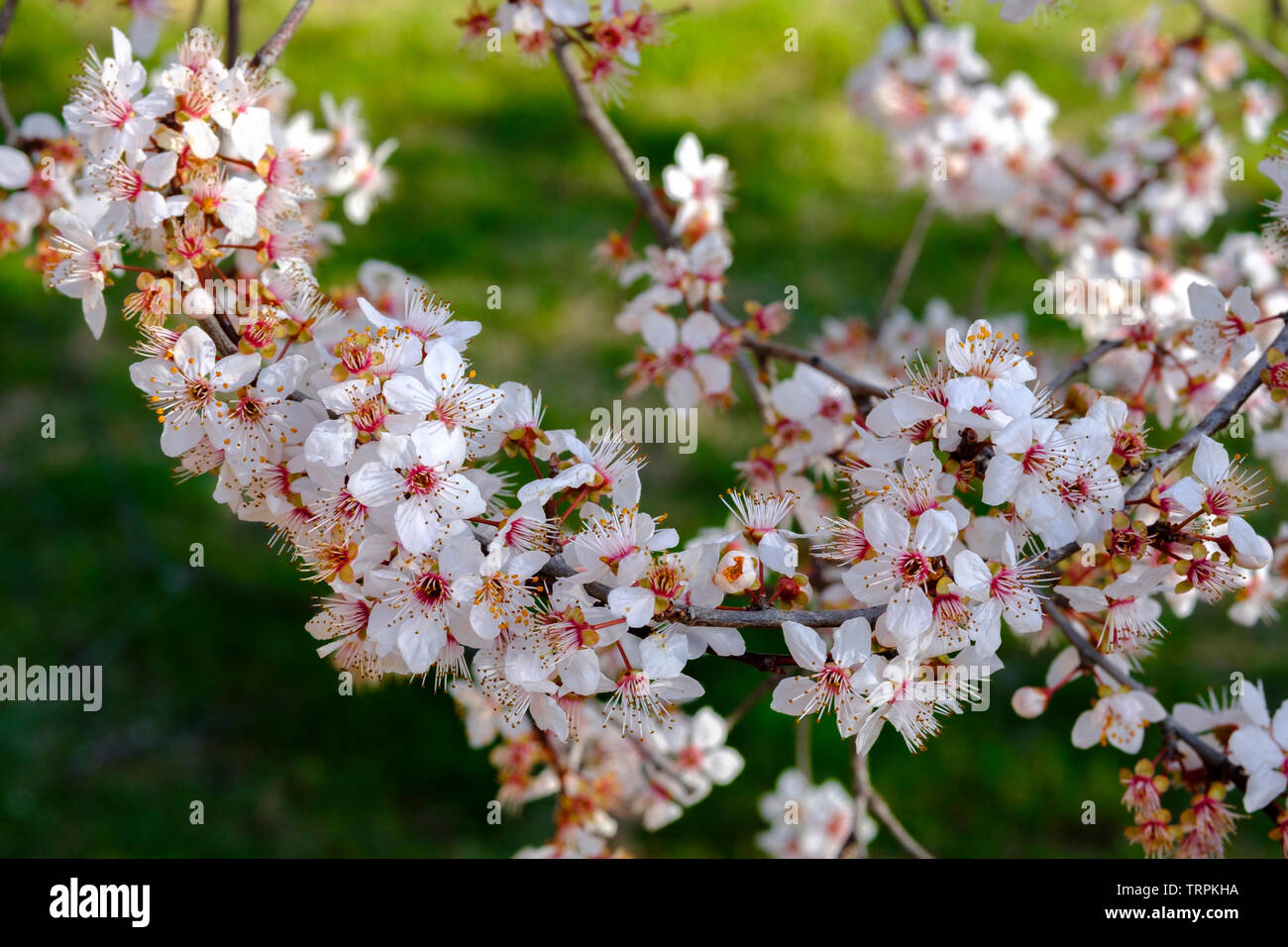 Flower Blossoms in Spring Bloom, Canberra ACT Stock Photo - Alamy