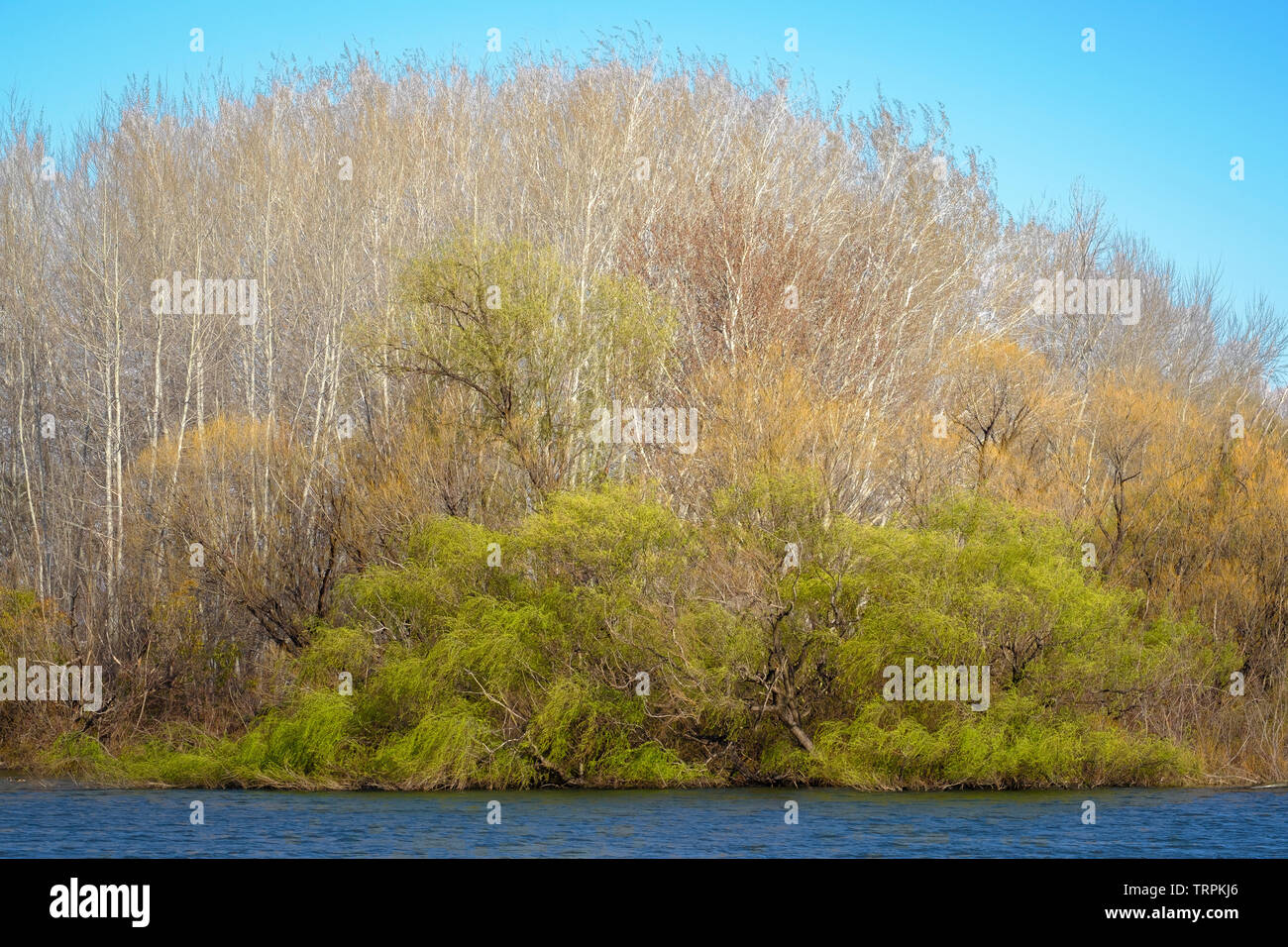 Trees by Lake Burley Griffin, Canberra ACT Stock Photo - Alamy