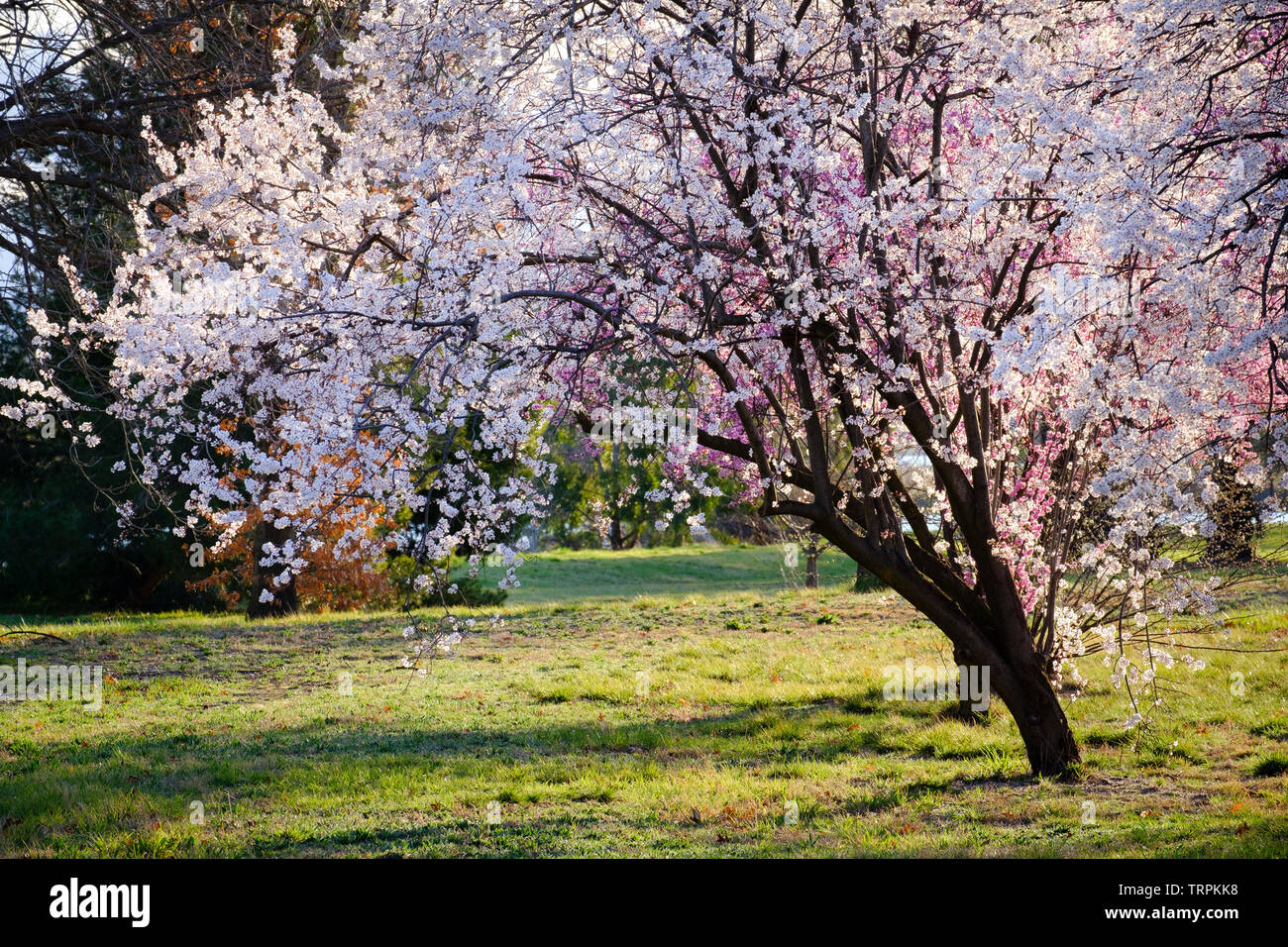 Flower Blossoms in Spring Bloom, Canberra ACT Stock Photo - Alamy