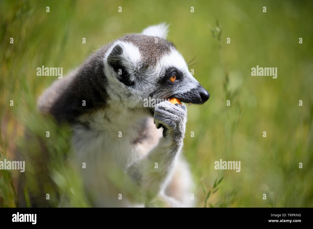 Lemur primate from the island of Madagascar sitting in green grass ...