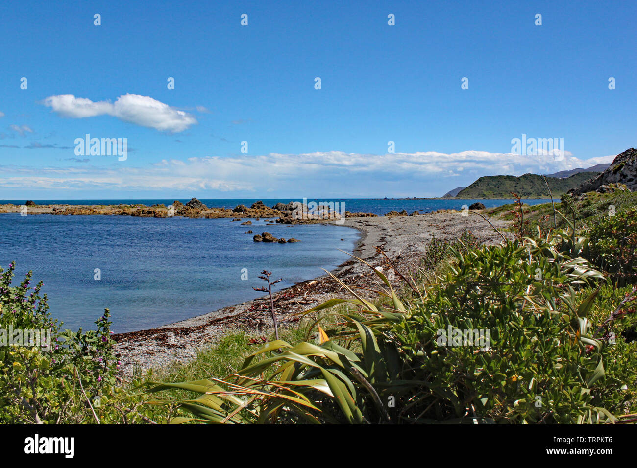 Moa new zealand hi-res stock photography and images - Alamy