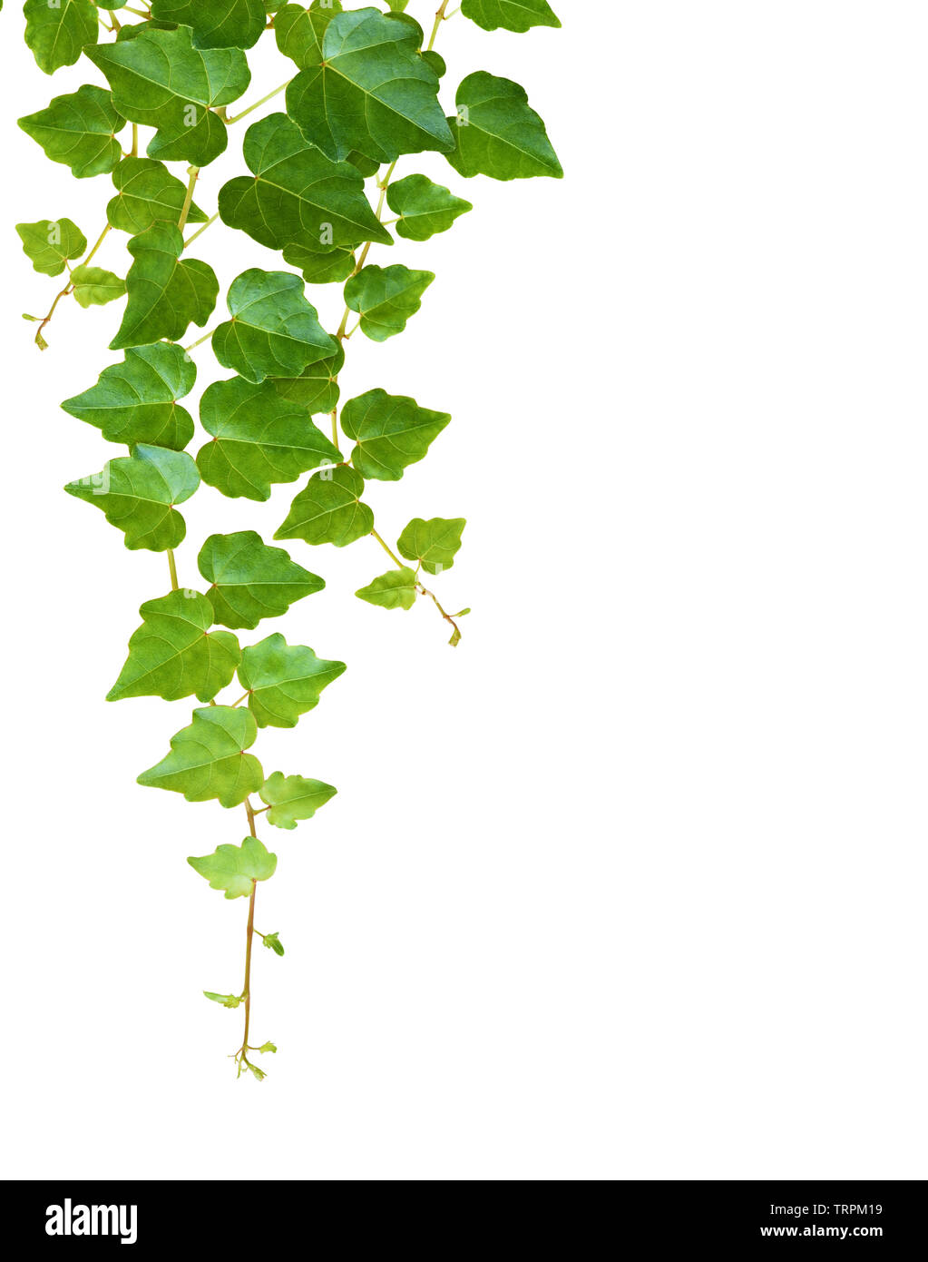 Ivy twigs with small green leaves in a floral arrangement isolated on ...