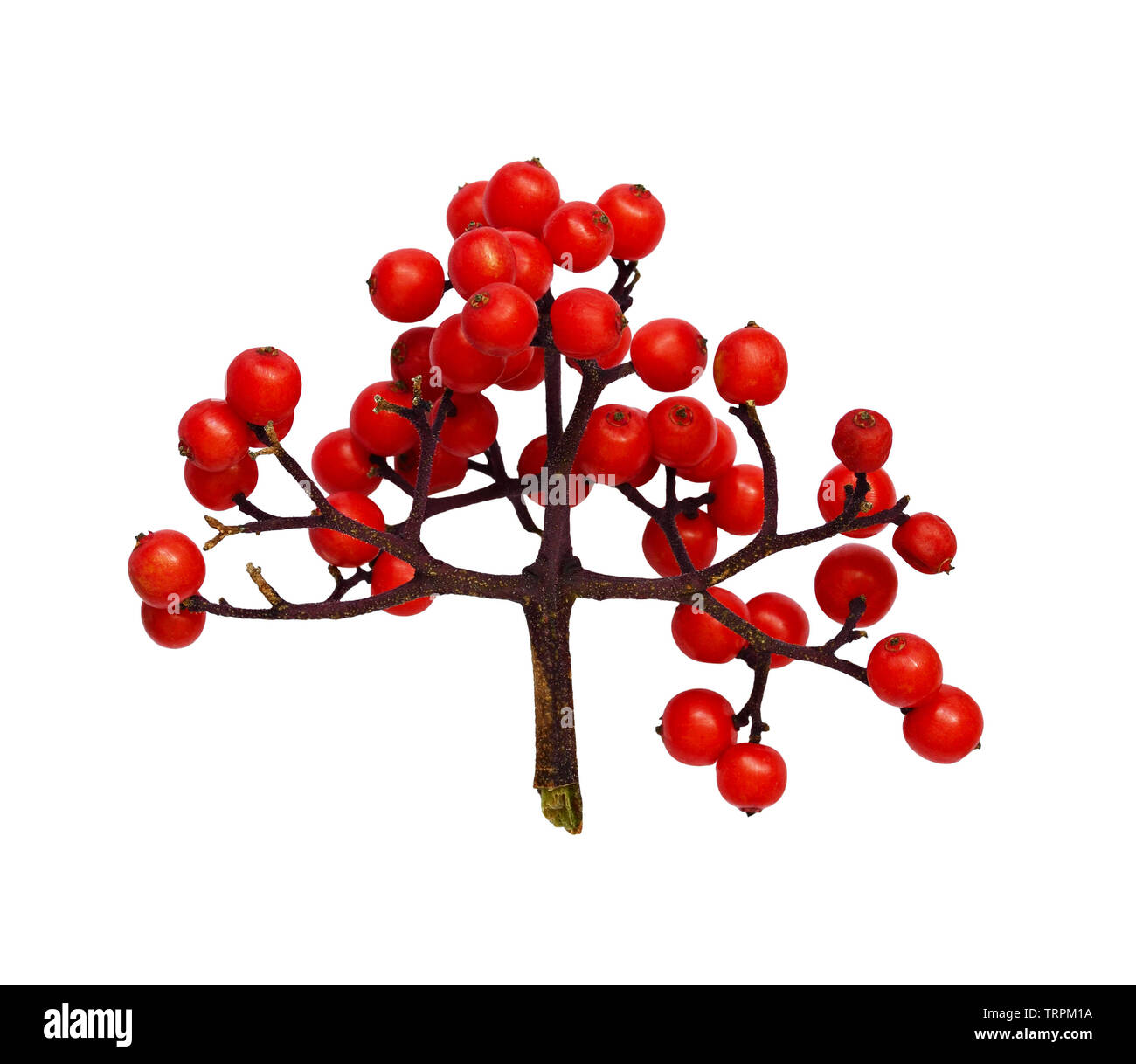 Bunch of small red berries isolated on white Stock Photo - Alamy
