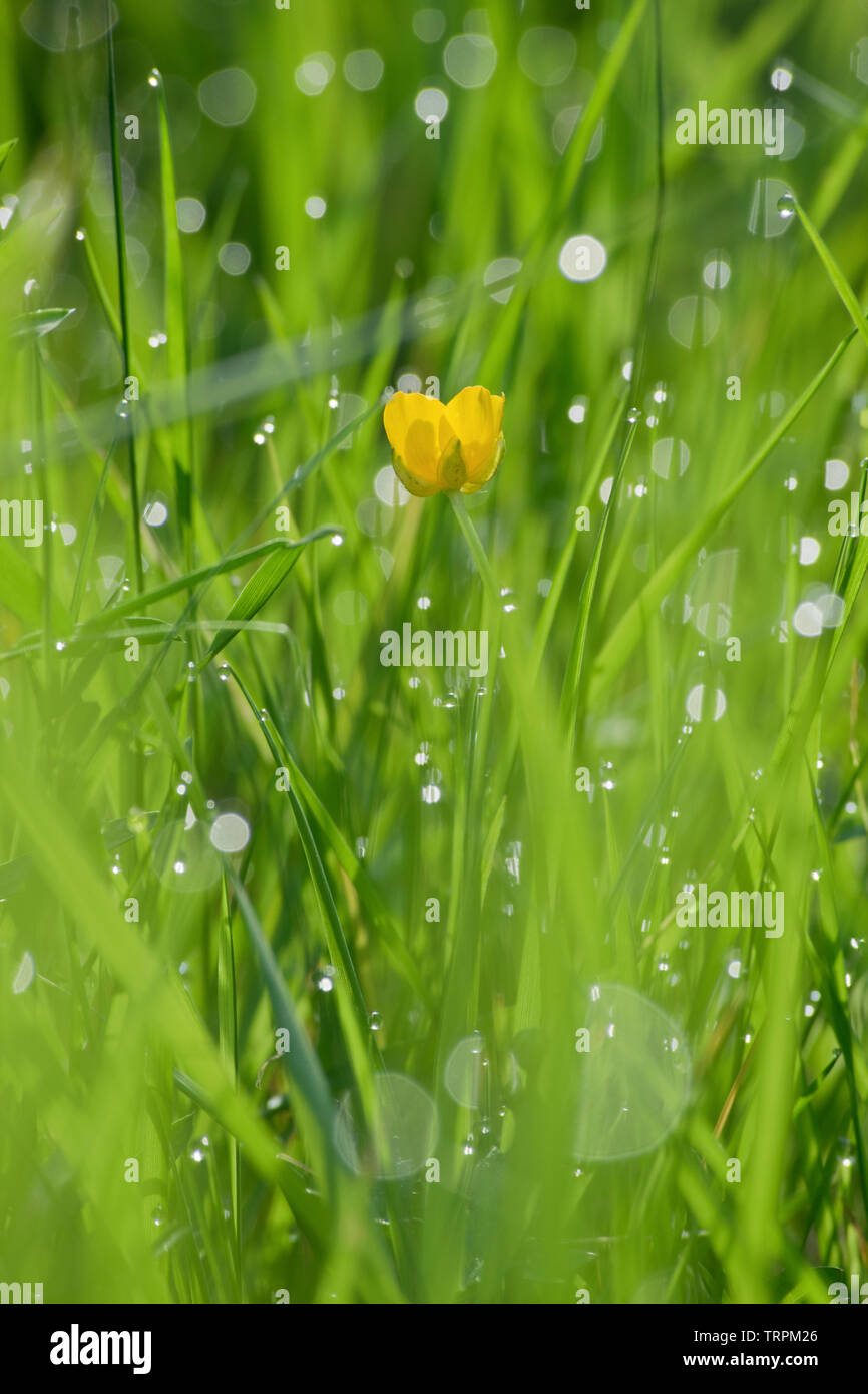 Dewy Morning Stock Photos & Dewy Morning Stock Images - Alamy