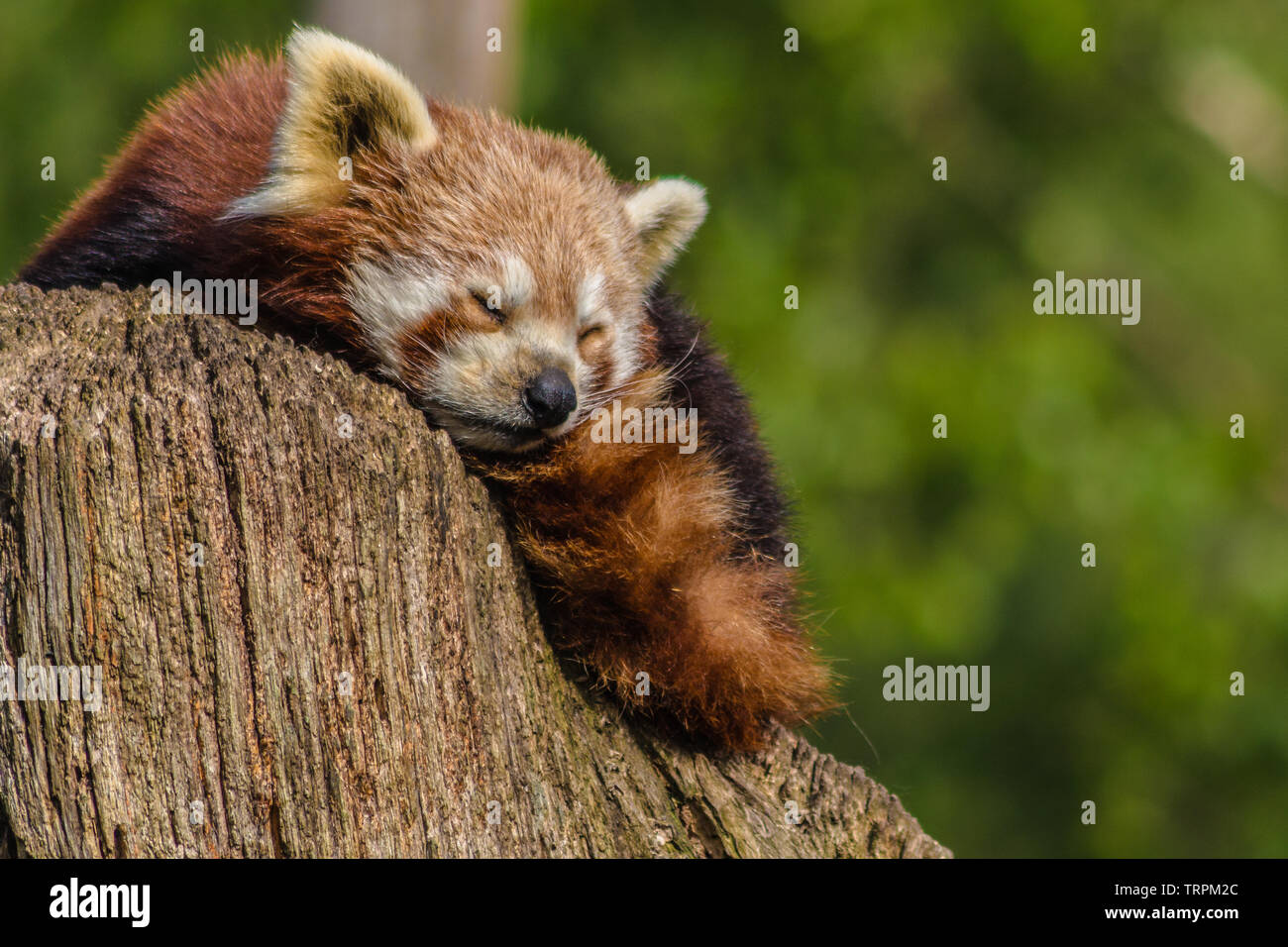 close up head shot of a red panda, ailurus fulgens Stock Photo - Alamy