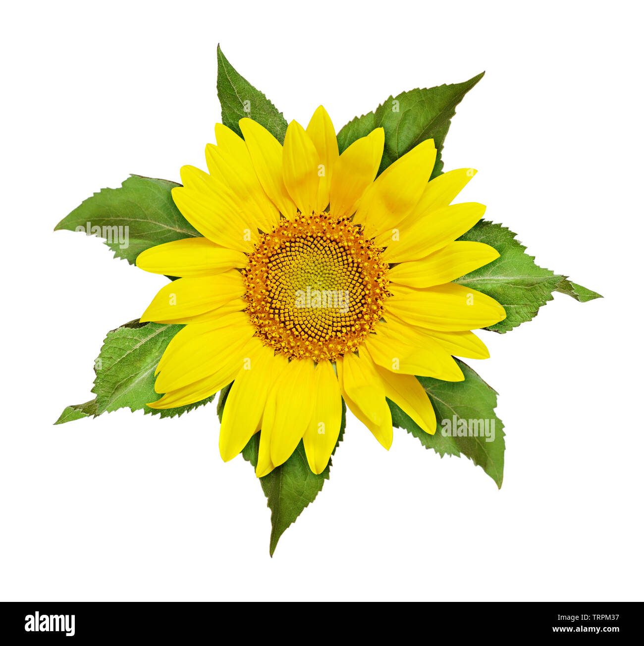Closeup of sunflower isolated on white. Top view. Flat lay Stock Photo ...