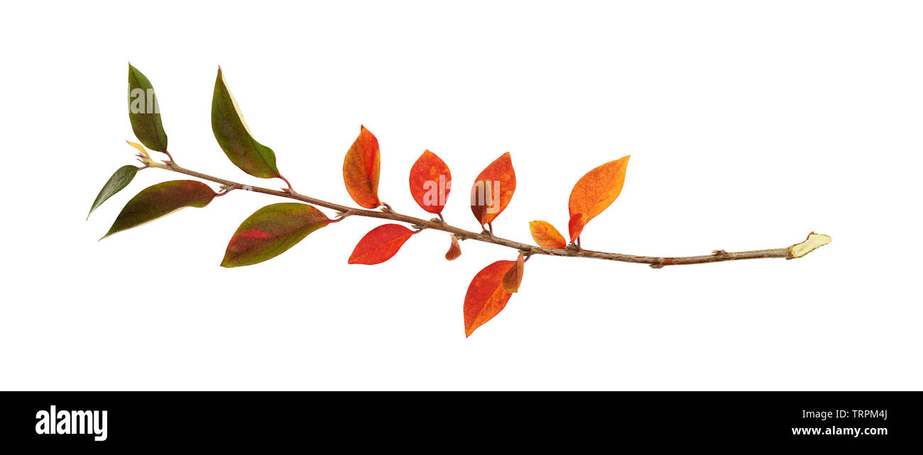 Twig of colorful autumn leaves isolated on white Stock Photo - Alamy