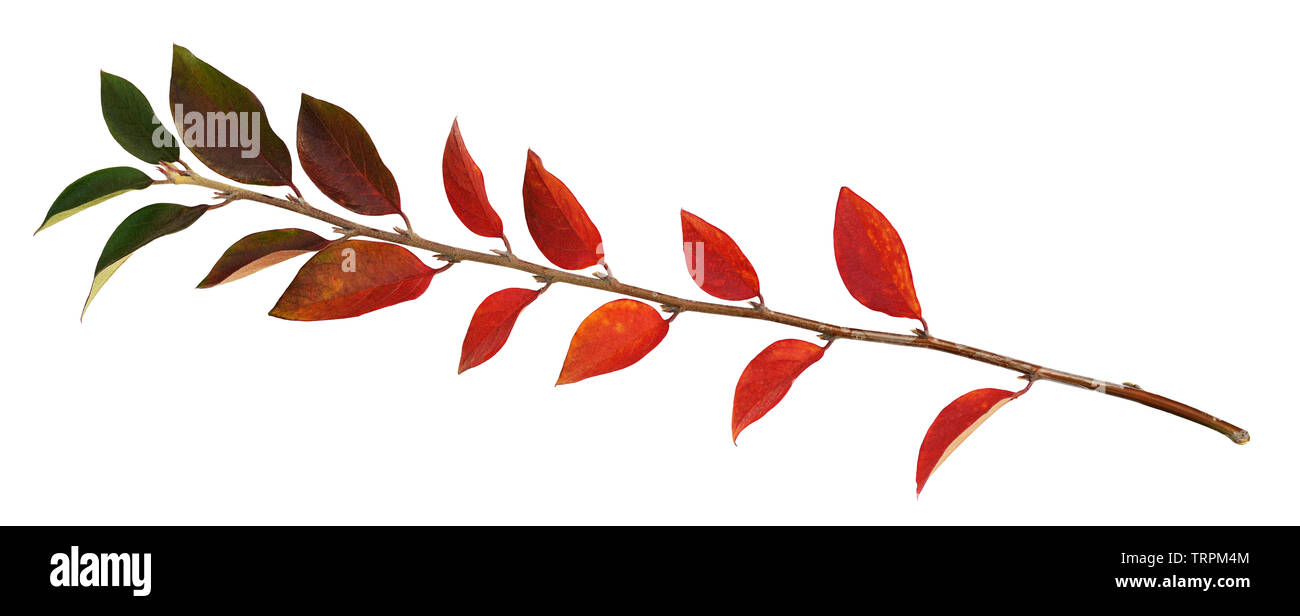 Twig of colorful autumn leaves isolated on white Stock Photo - Alamy