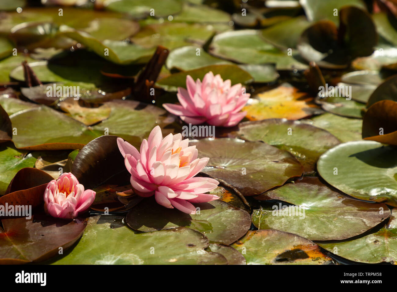water lily in a pond Stock Photo - Alamy