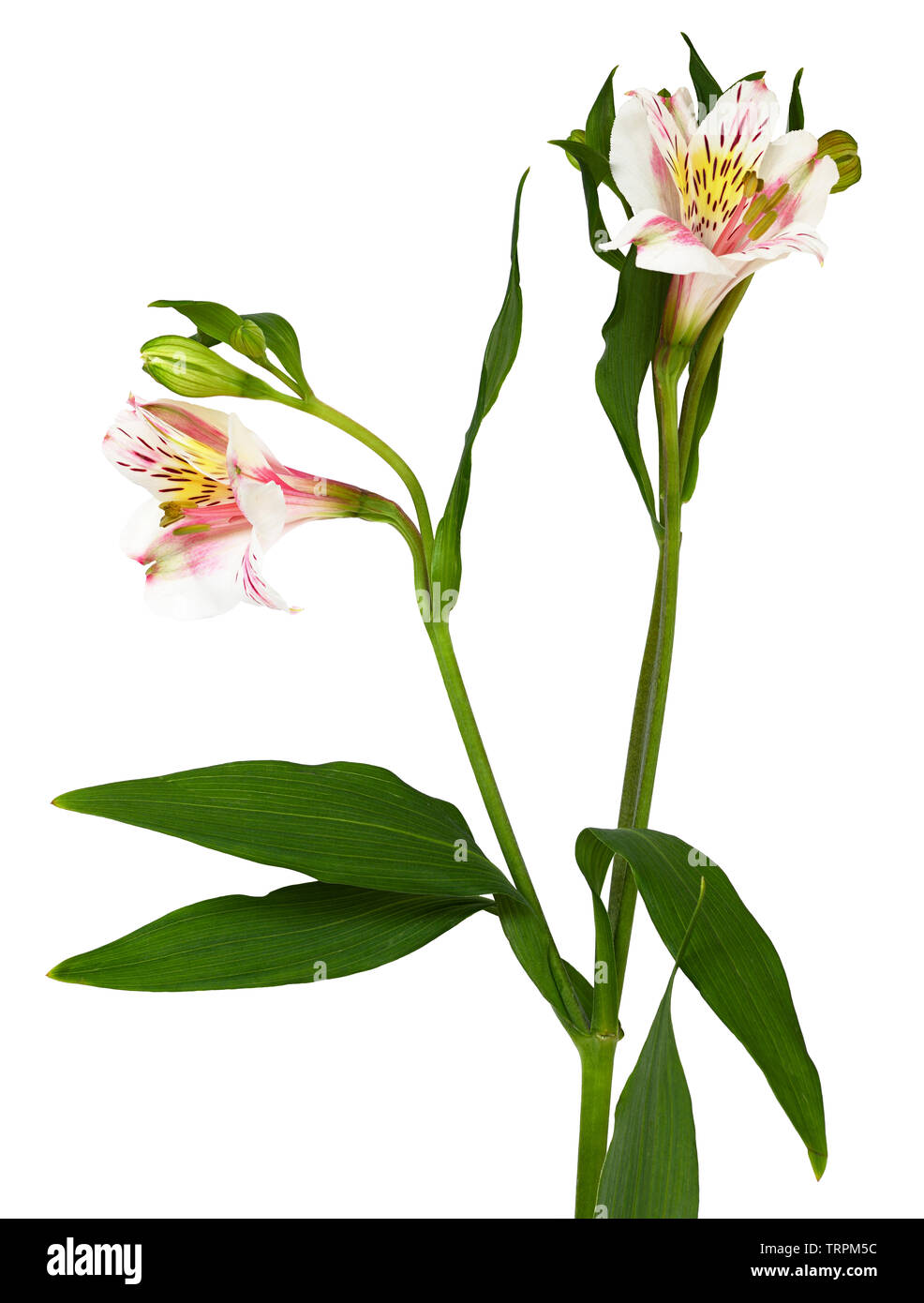 Closeup of alstroemeria flowers isolated on white Stock Photo - Alamy
