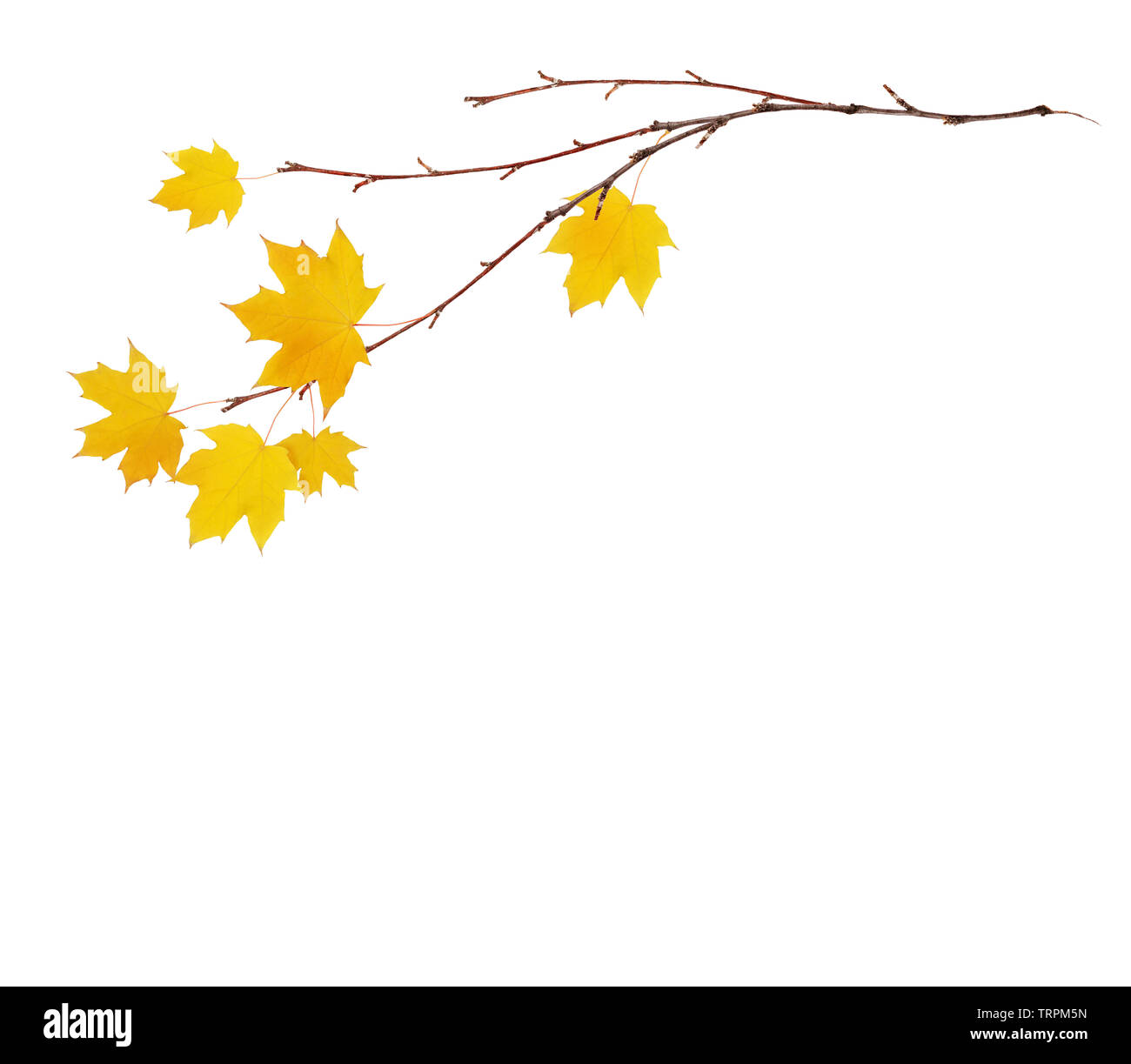 Autumn maple twigs with yellow leaves isolated on white background ...