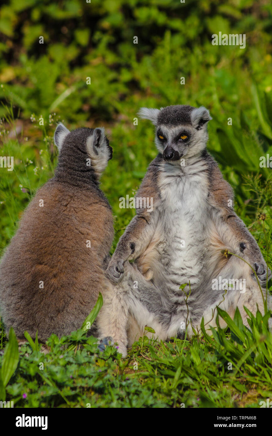 Two ring-tailed lemur sitting together and enjoying some time in the ...