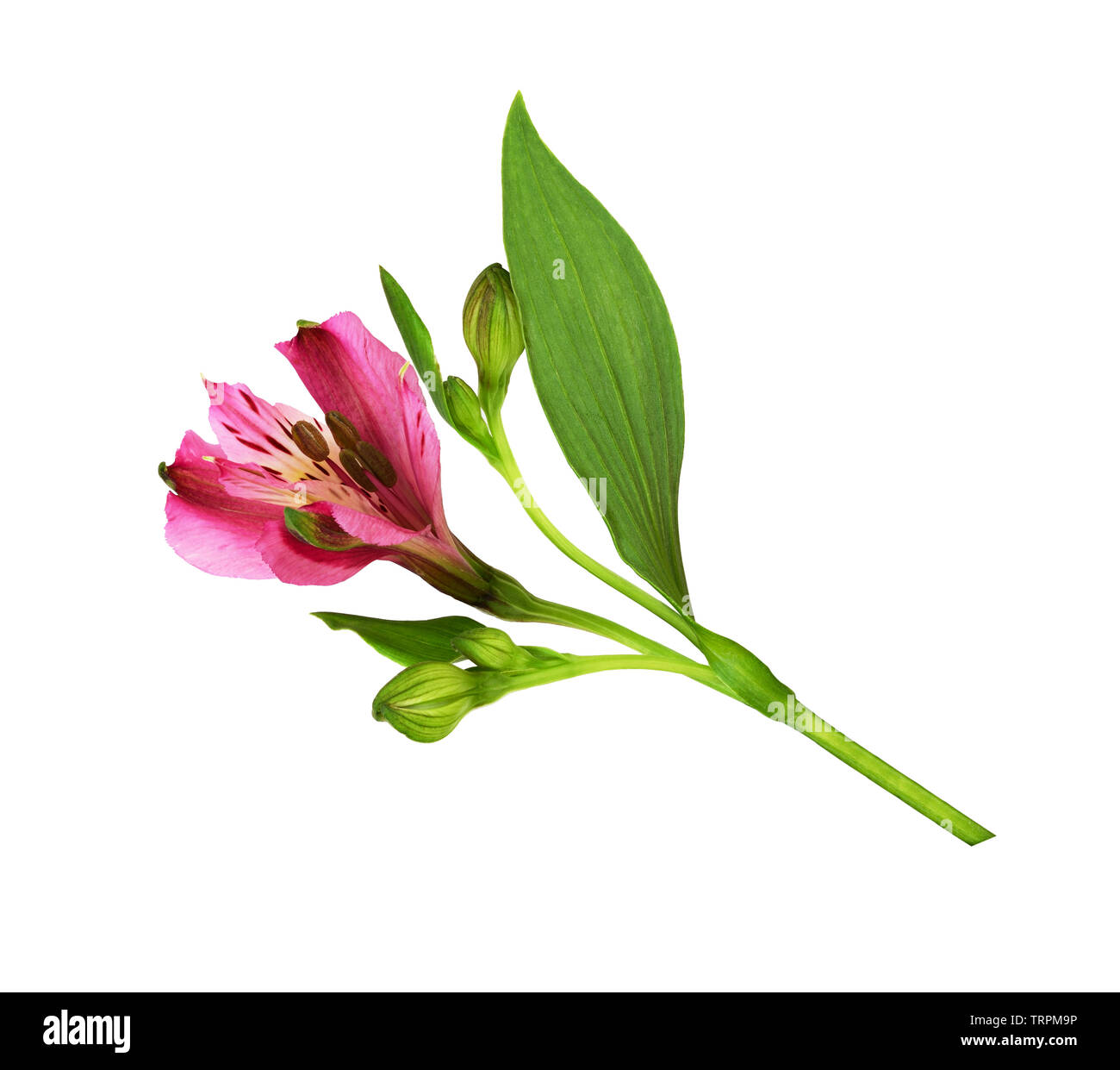 Pink alstroemeria hi-res stock photography and images - Alamy