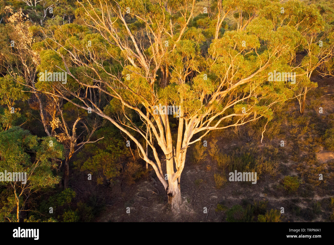 Gum tree viewed from above during sunset Stock Photo - Alamy