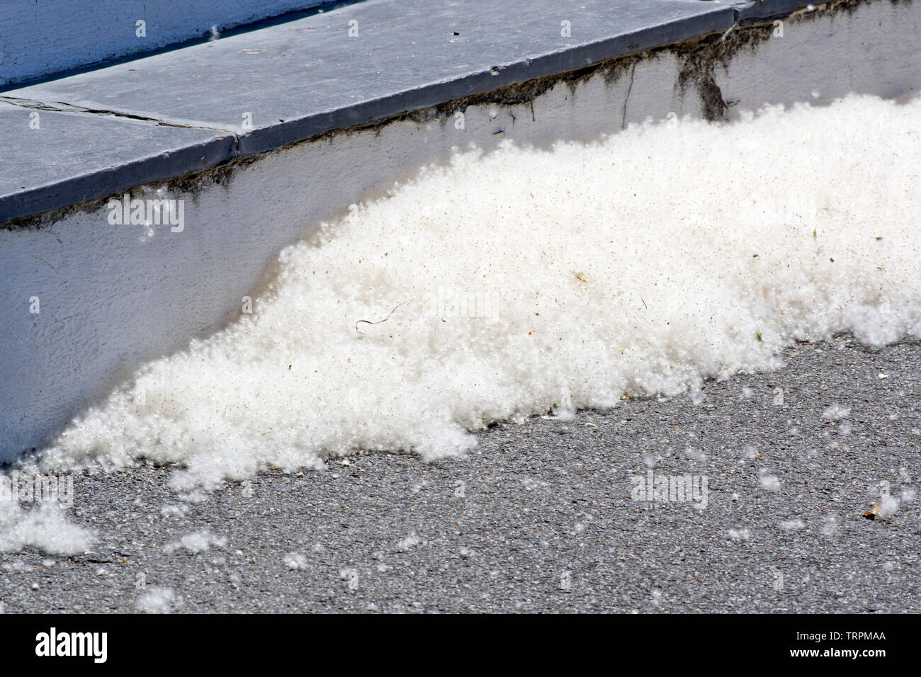 Seeds of the White Poplar Stock Photo - Alamy