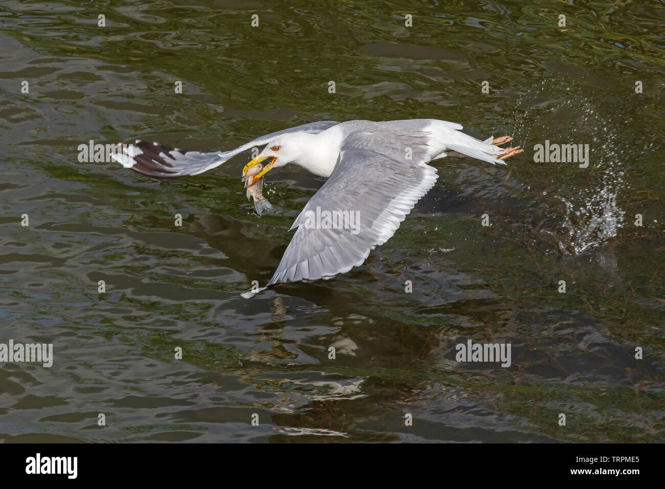 Gull with very large fish hi-res stock photography and images - Alamy