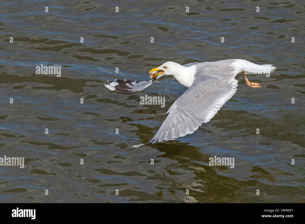 Gull with very large fish hi-res stock photography and images - Alamy