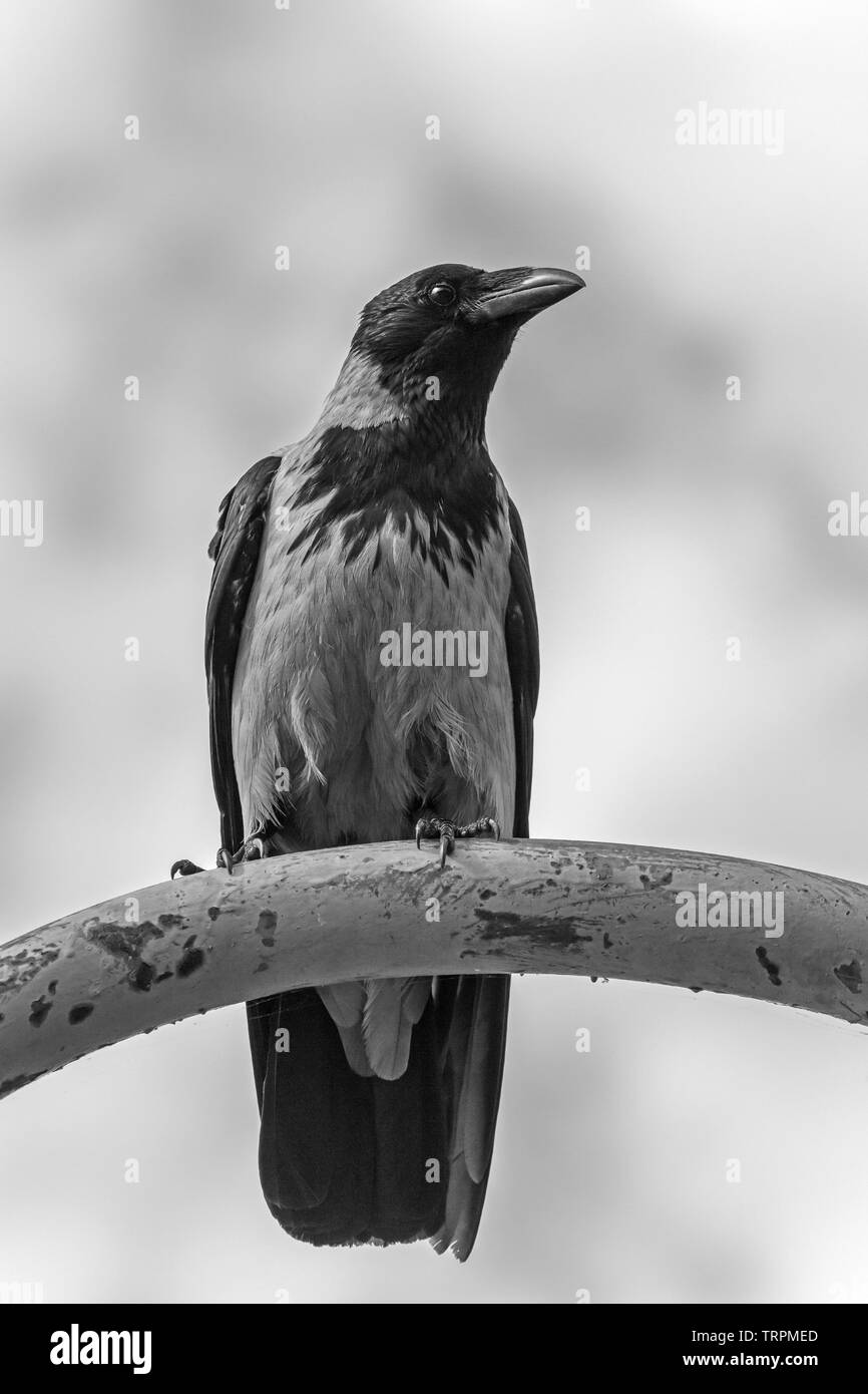 close up of hooded crow sitting on rusty metal pipe Stock Photo - Alamy