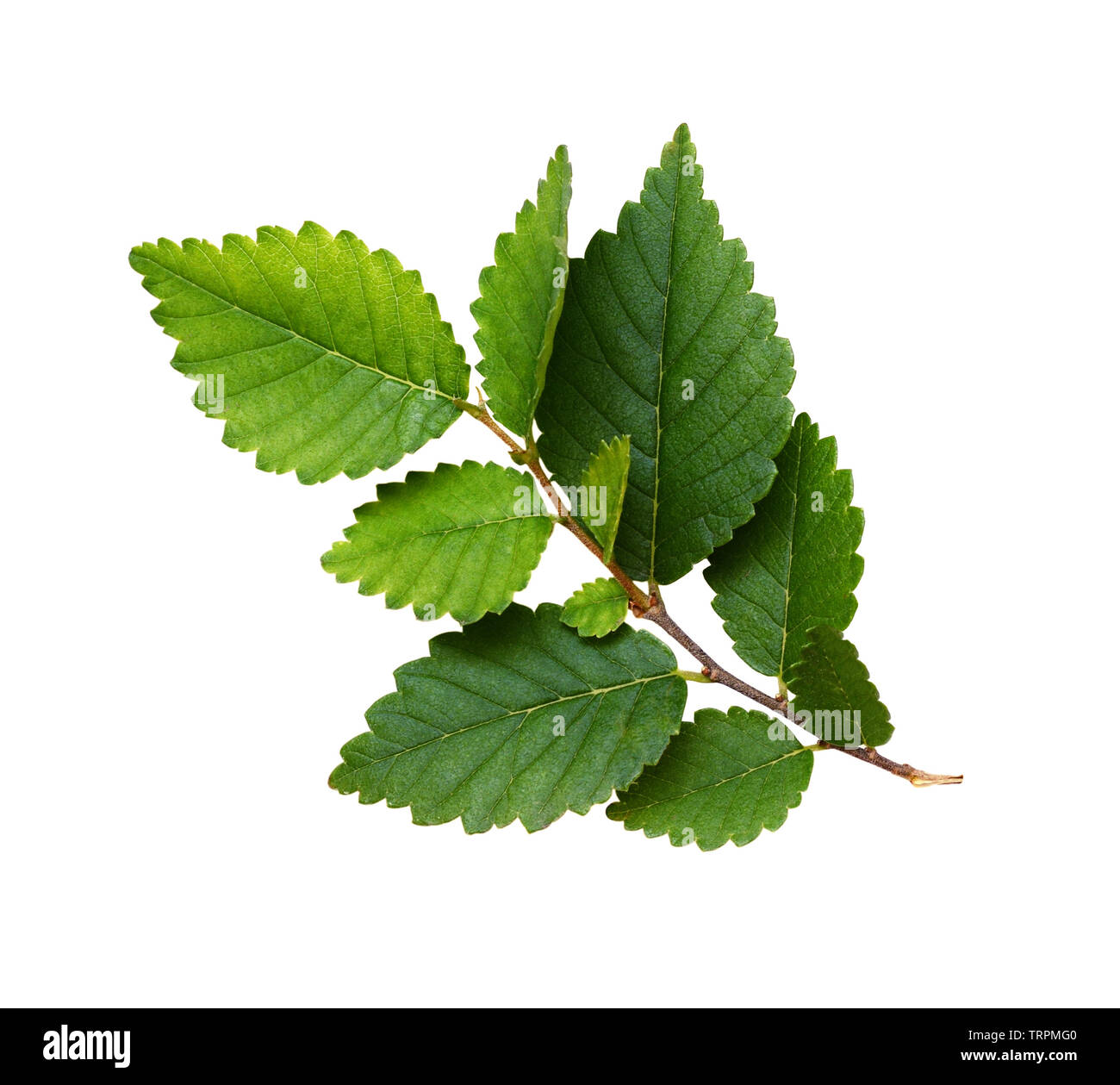 Fresh branch with green leaves isolated on white background Stock Photo ...