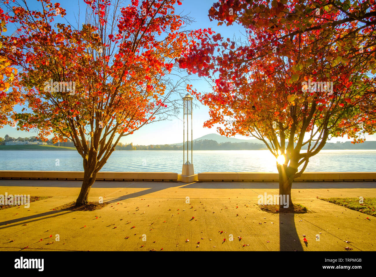 Autumn trees with red leaves by Lake Burley Griffin, Canberra, ACT ...