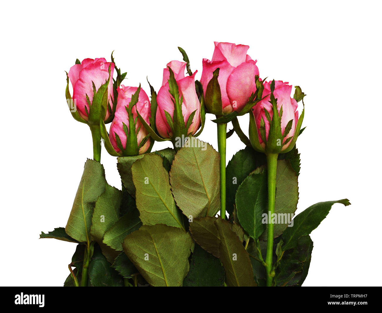 Pink rose flowers in a bottom border isolated on white background Stock ...