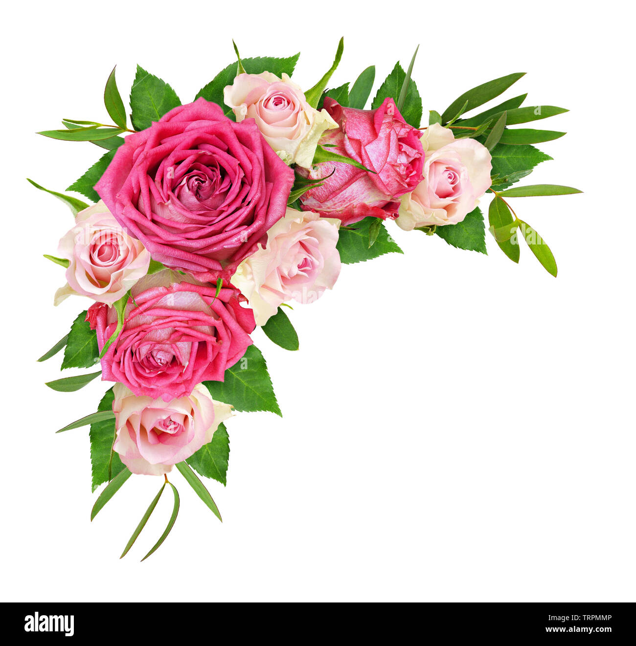 Beautiful pink and white rose flowers with eucalyptus leaves in a ...