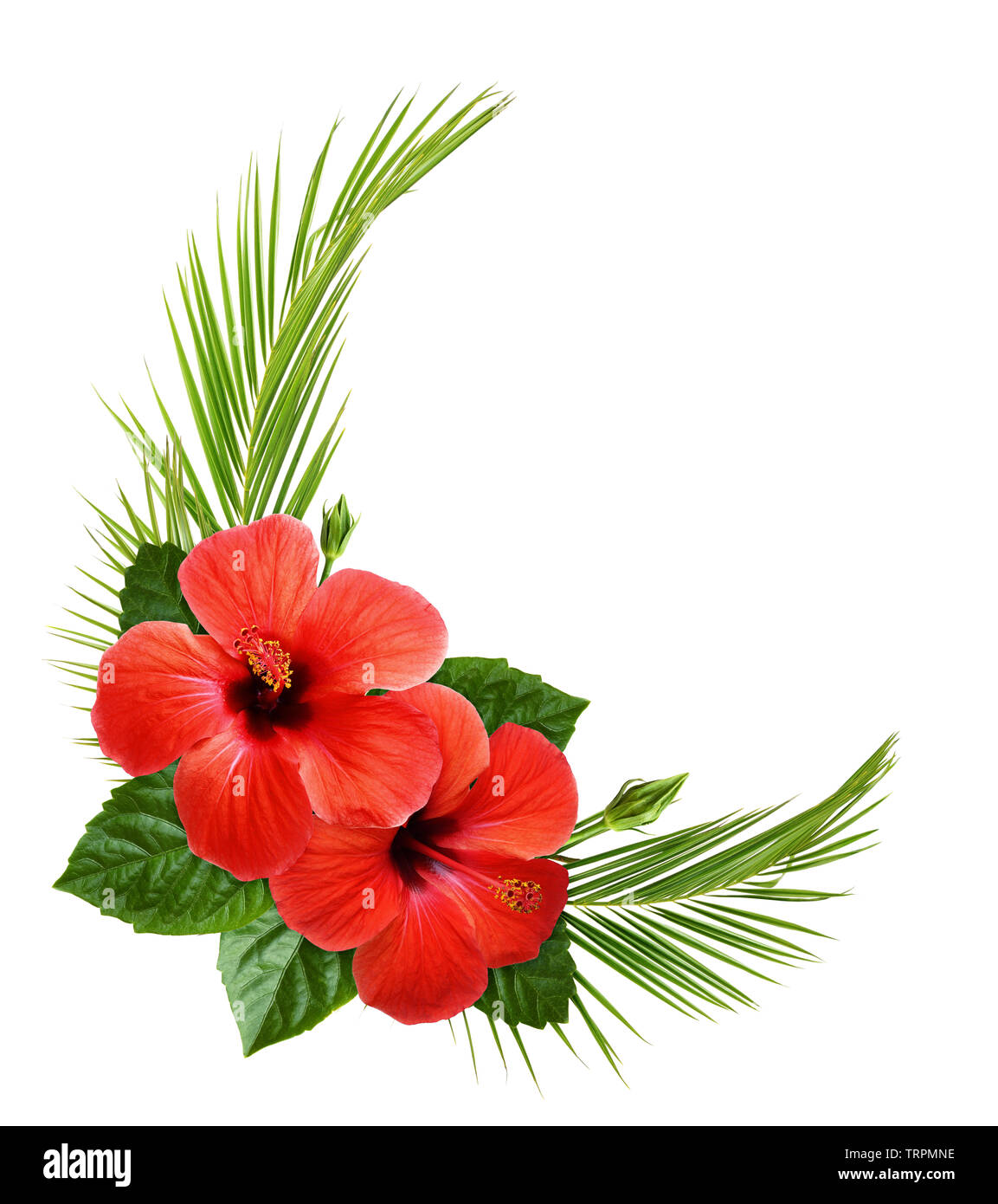 Hibiscus Corner Border