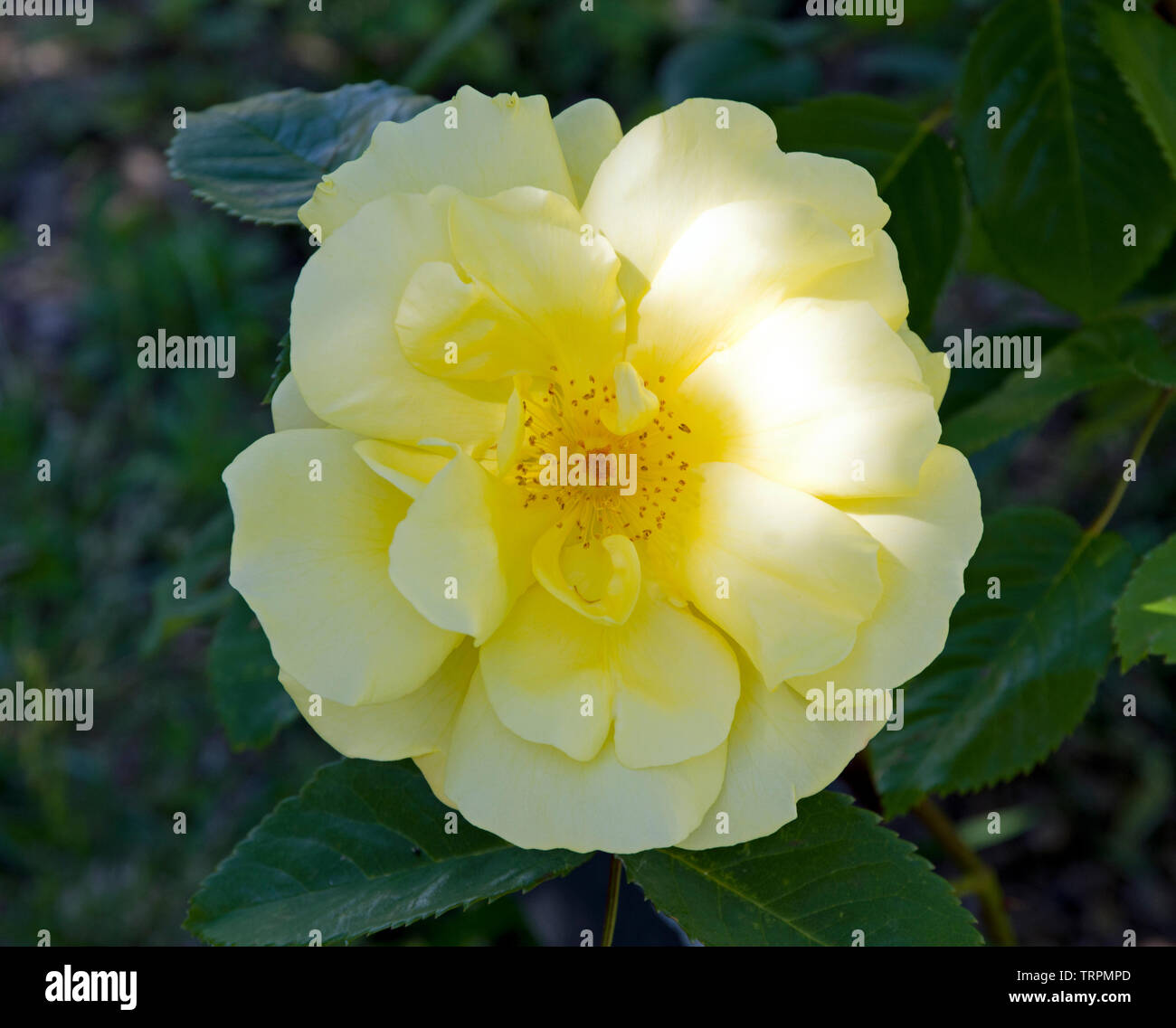 Rosa gate hi-res stock photography and images - Alamy