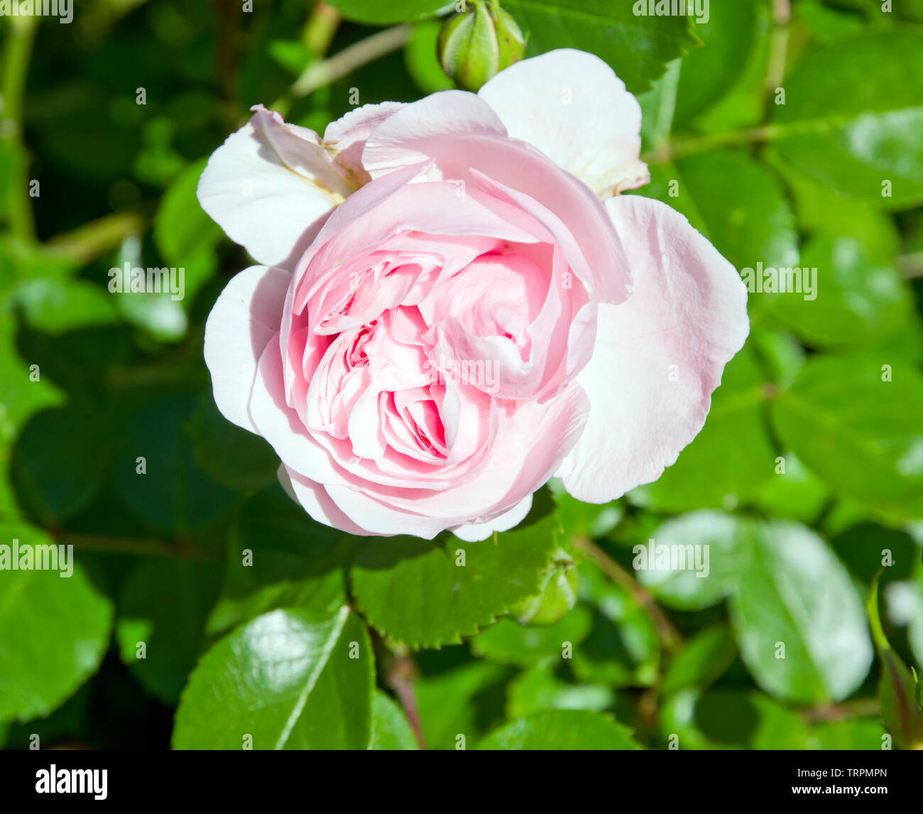 Rose Bossa Nova Stock Photo - Alamy