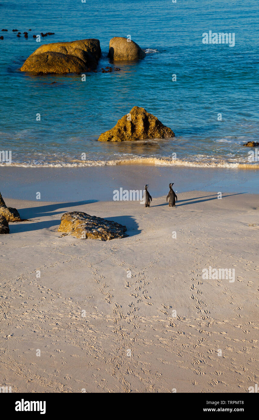 AFRICAN PENGUIN, False Bay, South Africa, Africa Stock Photo - Alamy